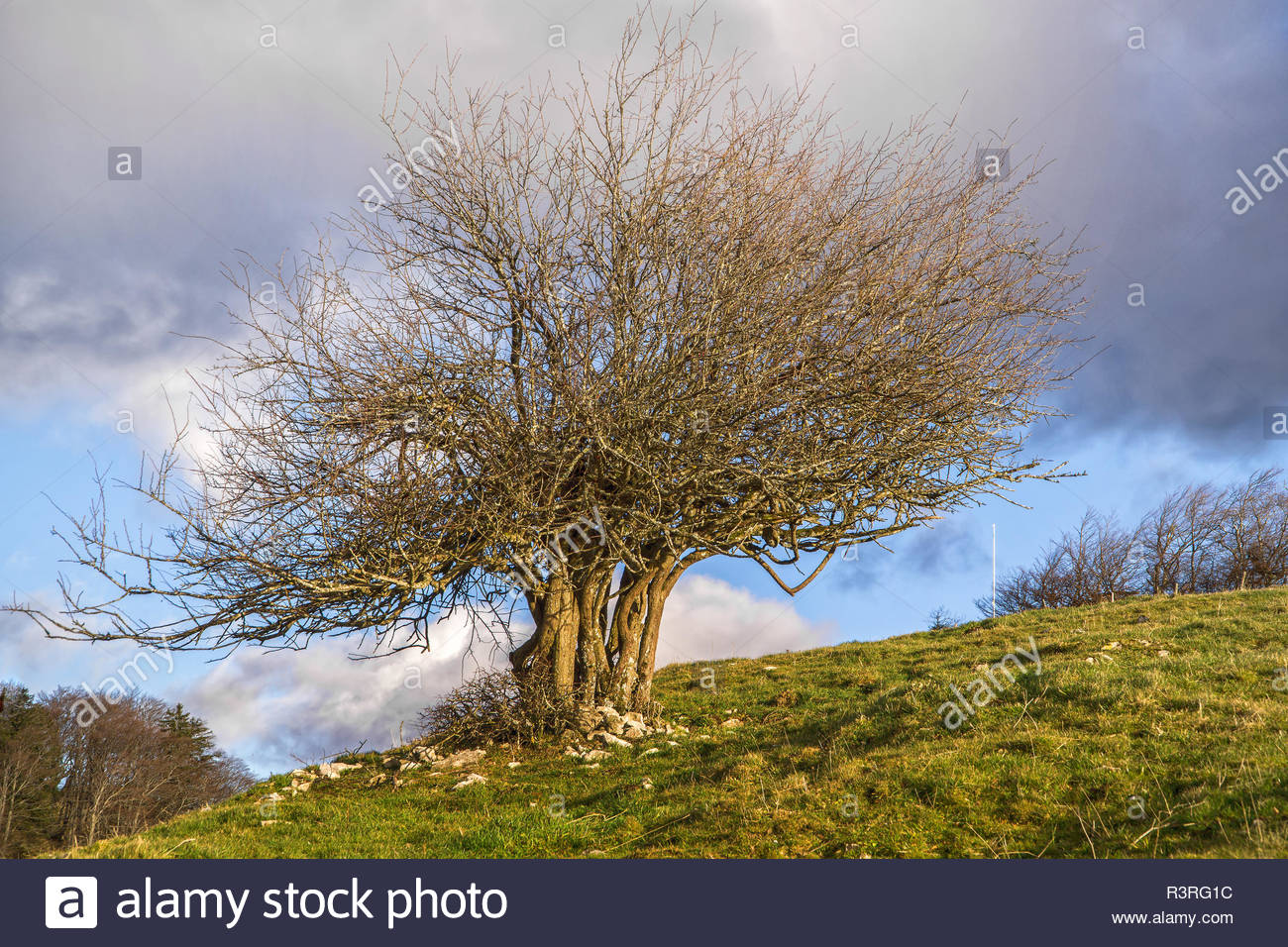 Flogged Stock Photos & Flogged Stock Images - Alamy