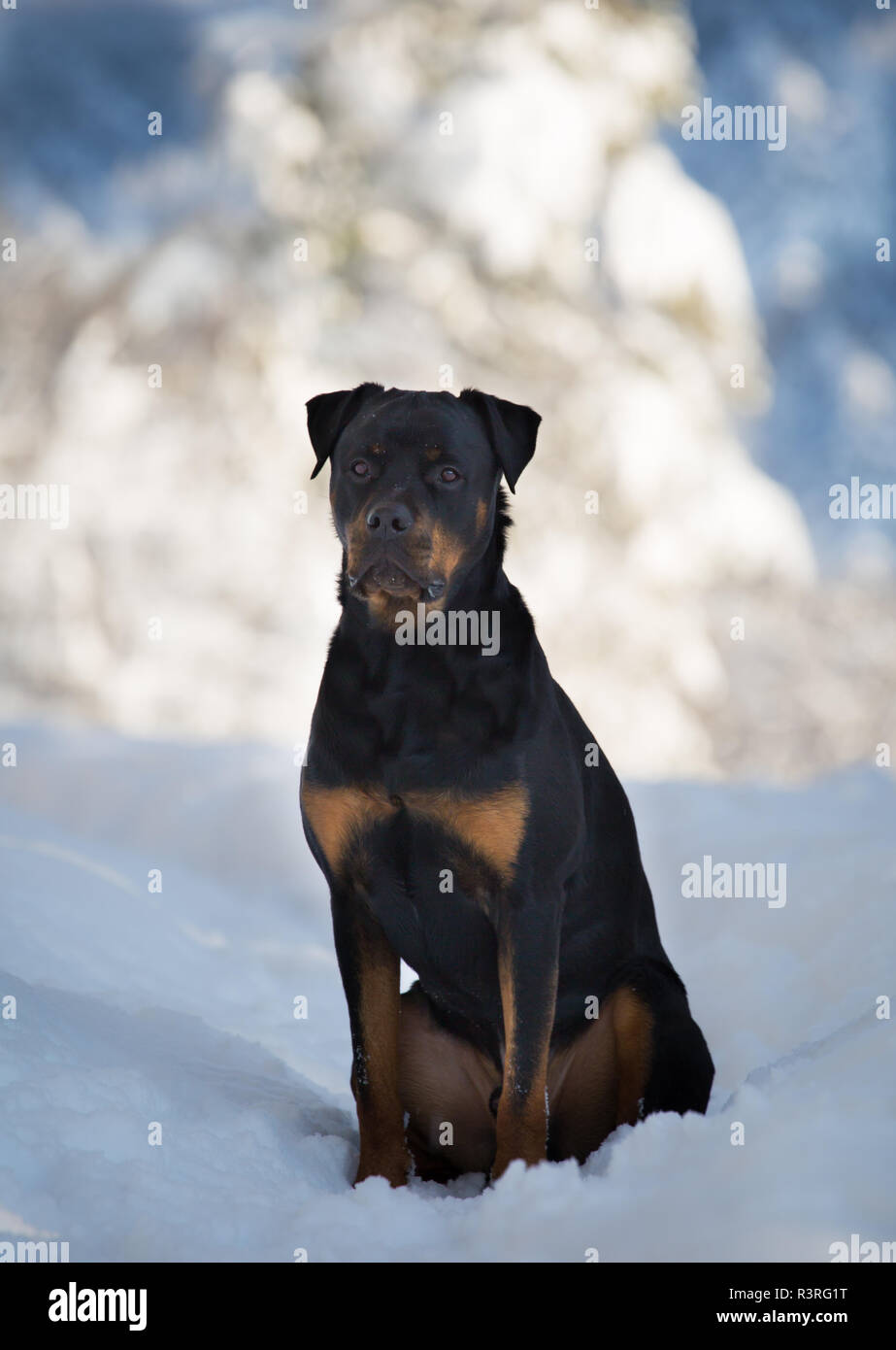 Rottweiler winter hi-res stock photography and images - Alamy