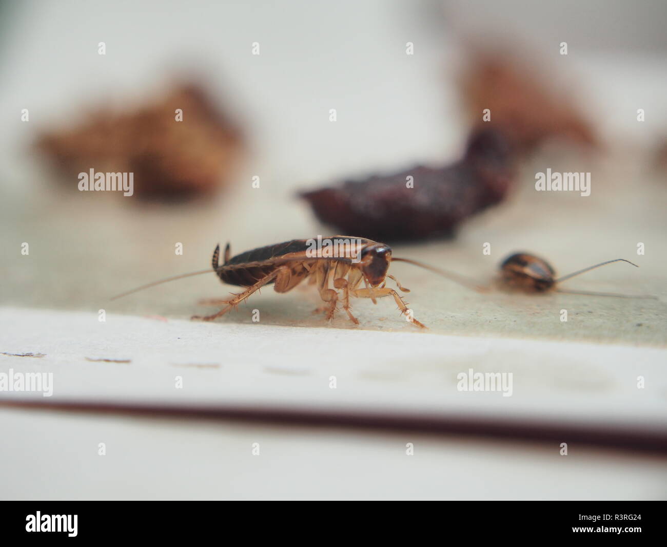 A cockroach stuck to the sticky paper. Domestic insect. Close up Stock ...