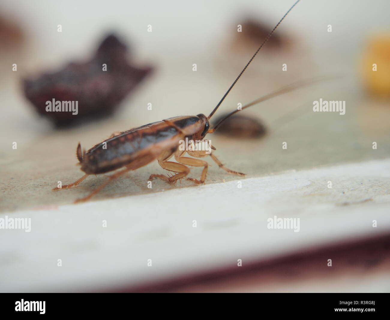 Domestic insect hi-res stock photography and images - Alamy