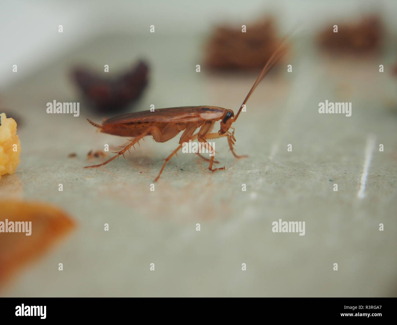 A cockroach stuck to the sticky paper. Domestic insect. Close up Stock ...