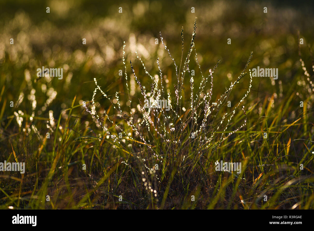 Water drops on the bush Stock Photo - Alamy