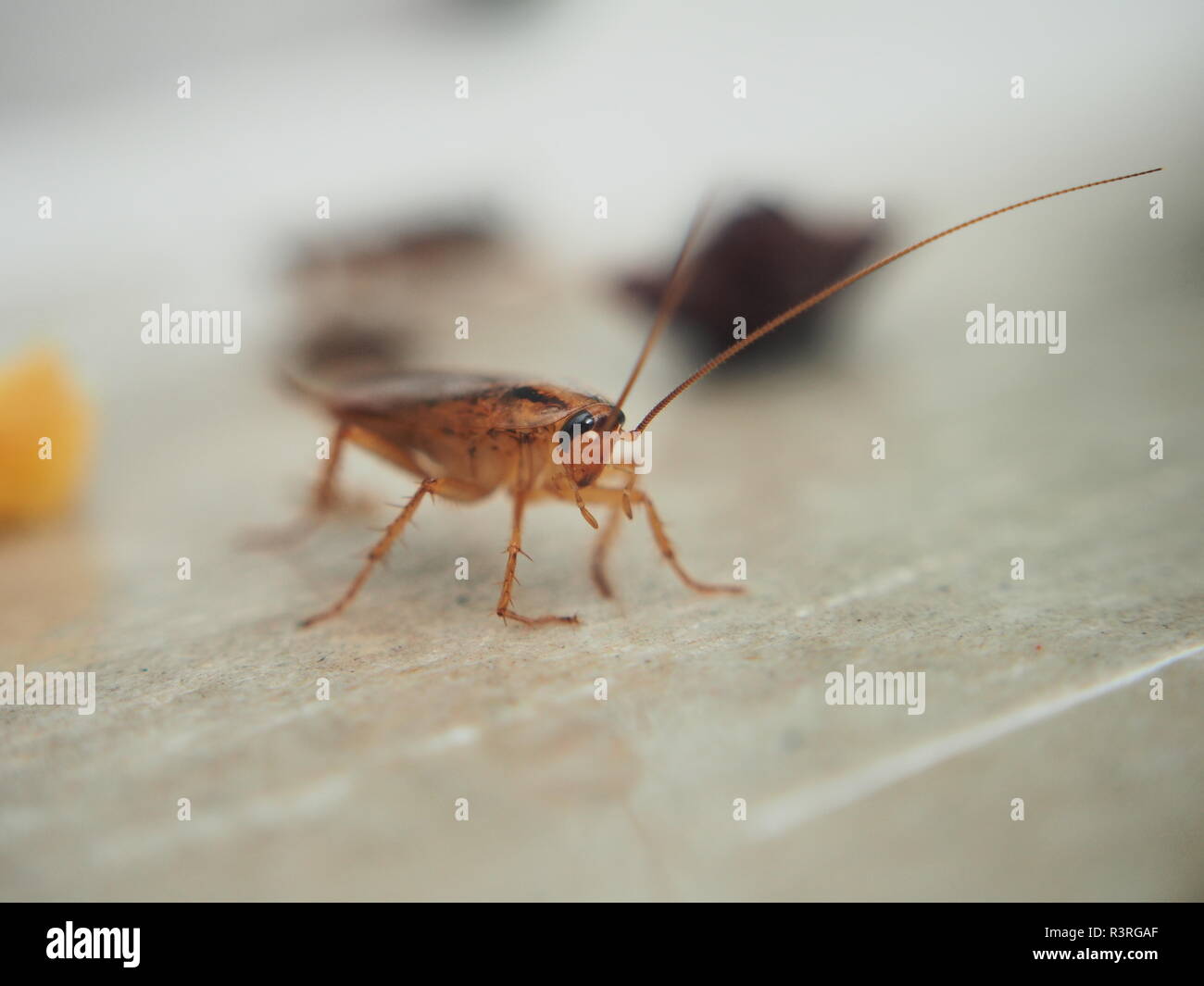 Domestic Insect High Resolution Stock Photography and Images - Alamy
