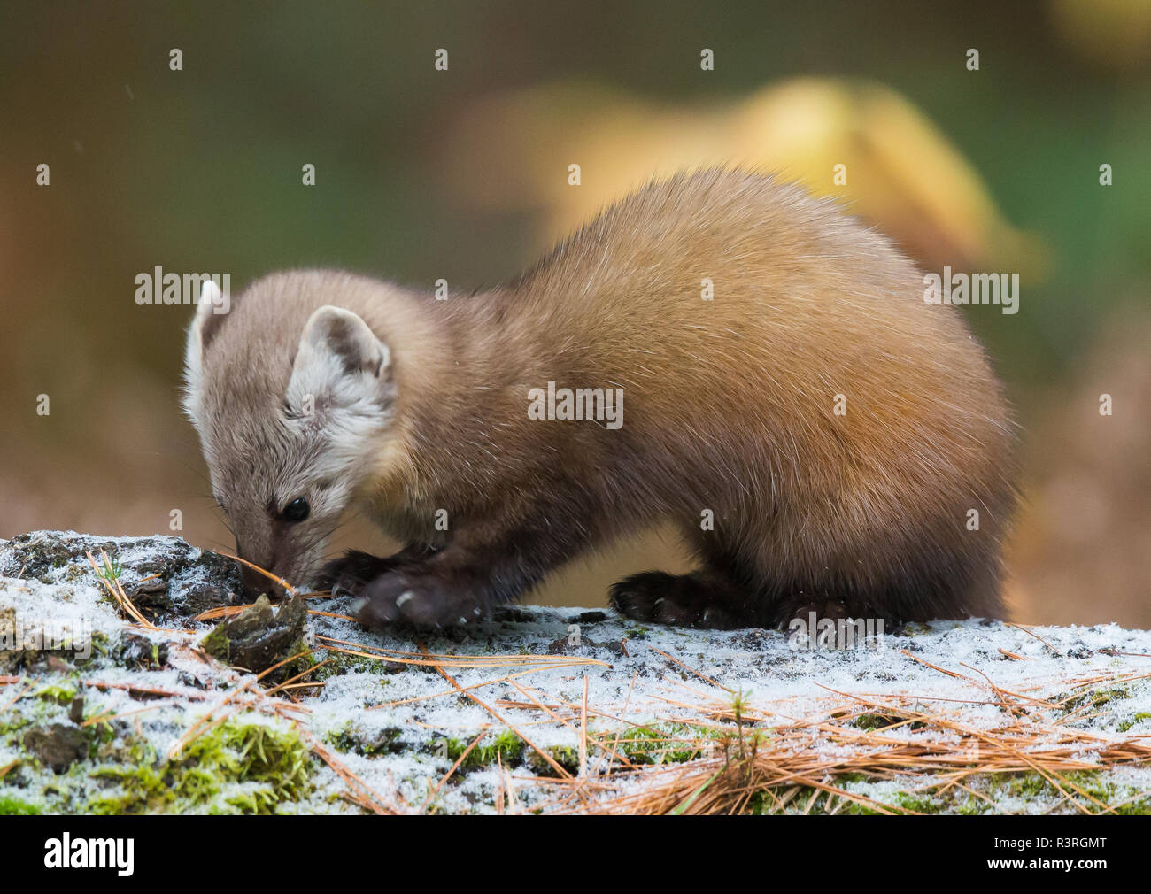 Pine martin hi-res stock photography and images - Alamy