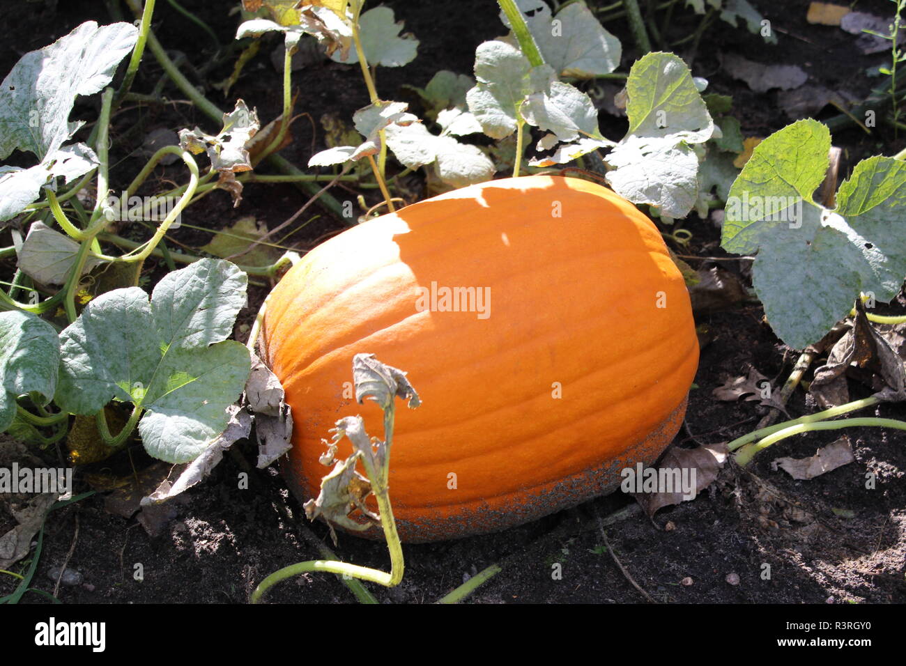 The Great Pumpkin Stock Photo - Alamy