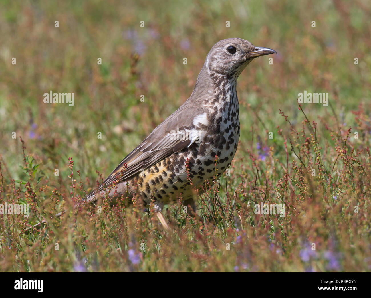 Missile thrush hi-res stock photography and images - Alamy