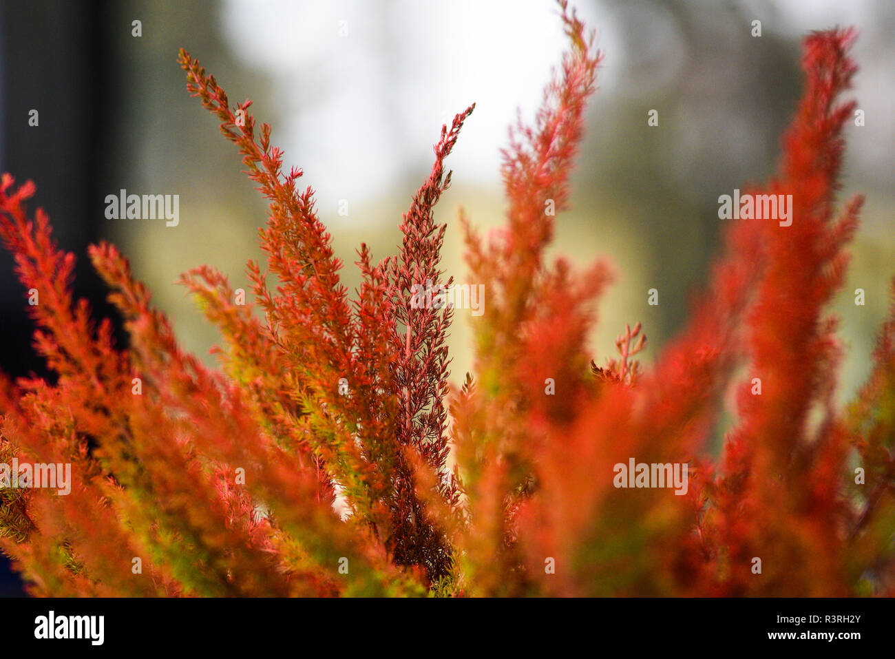 Heathers erica calluna hi-res stock photography and images - Alamy