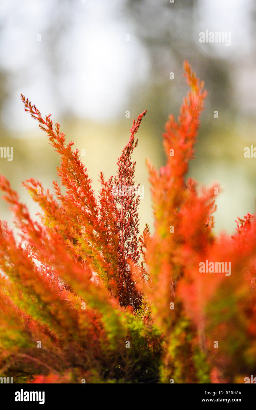 Heathers erica calluna hi-res stock photography and images - Alamy