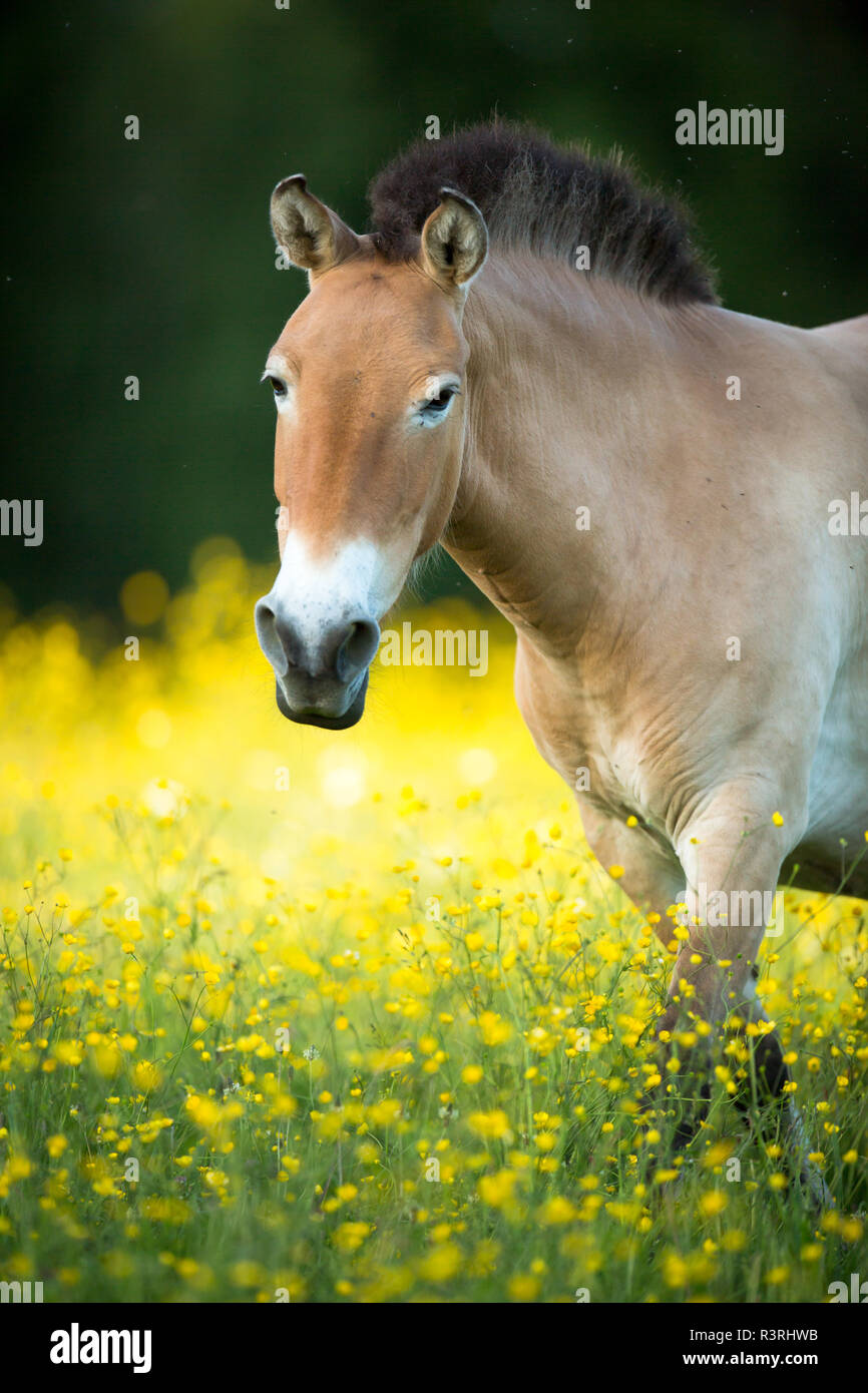 Exctinct species hi-res stock photography and images - Alamy
