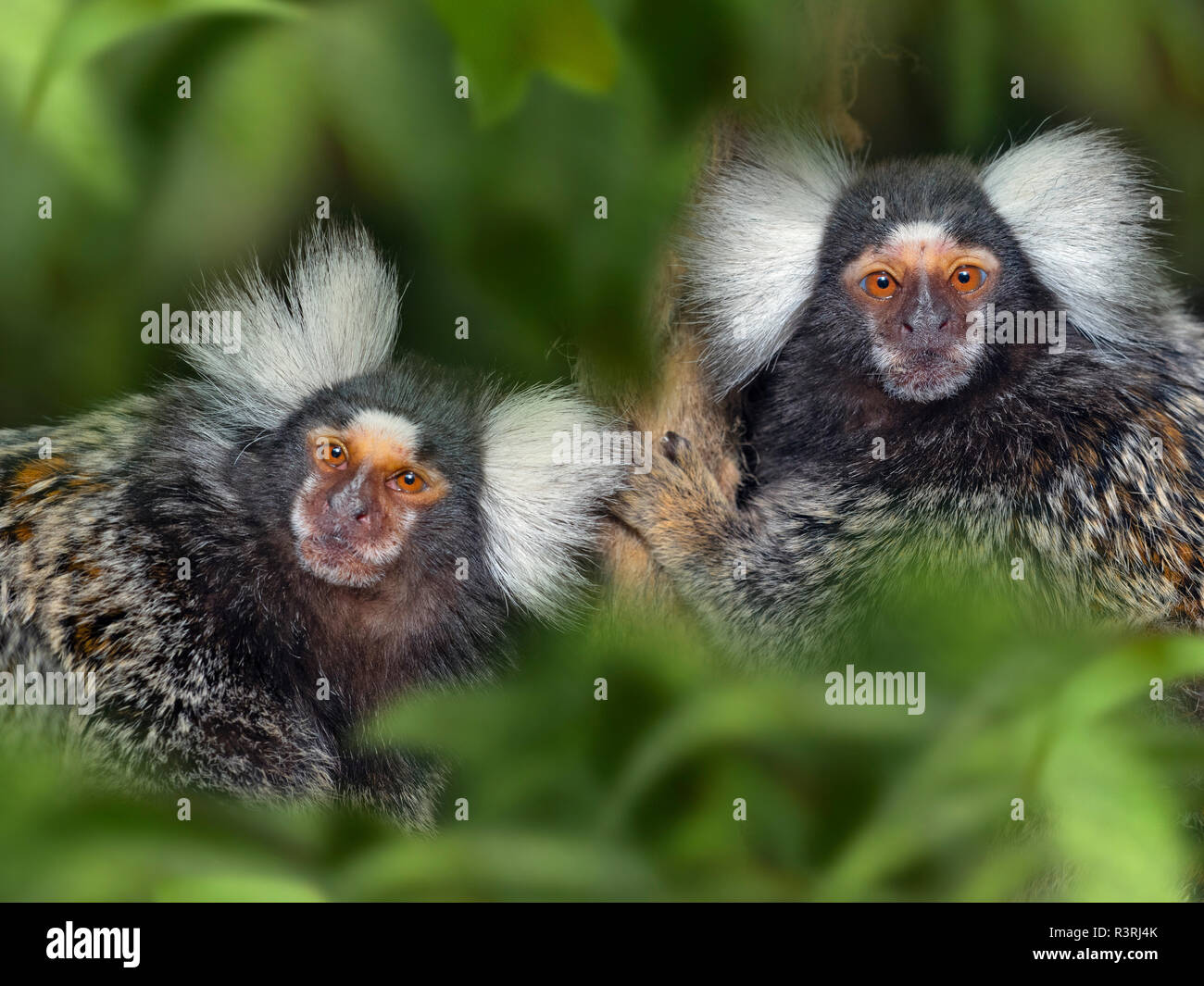 Common marmoset Callithrix jacchus CAPTIVE Stock Photo - Alamy