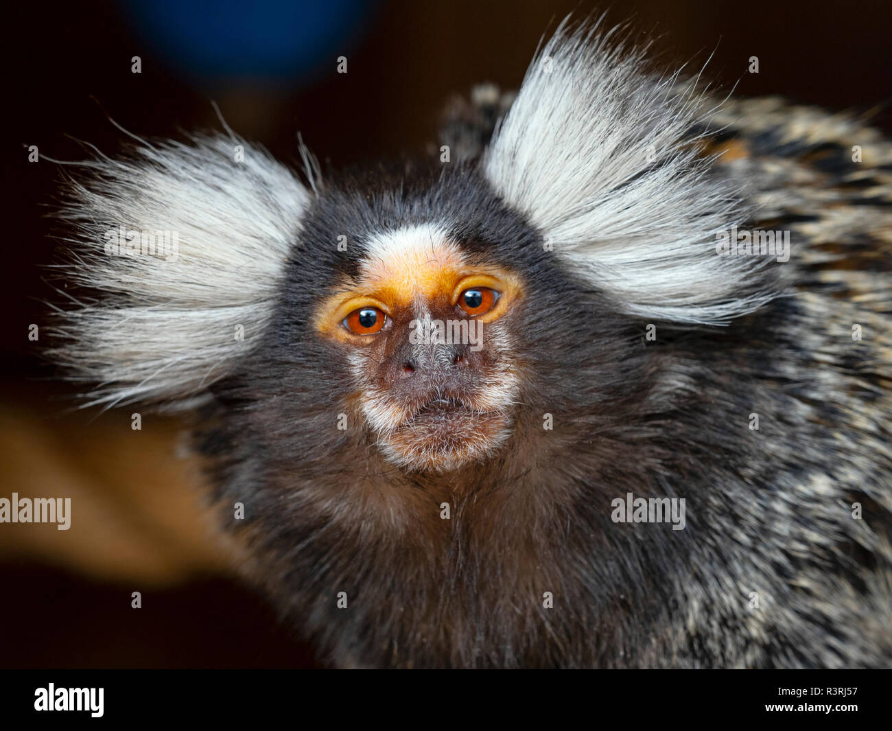 Callithrix hi-res stock photography and images - Alamy
