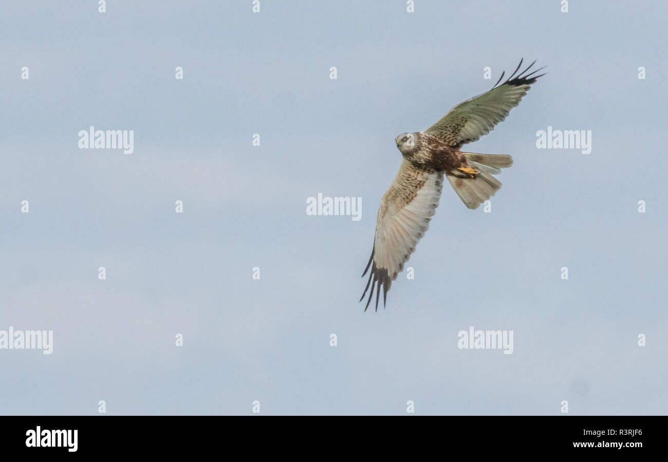 Male marsh harrier hi-res stock photography and images - Alamy