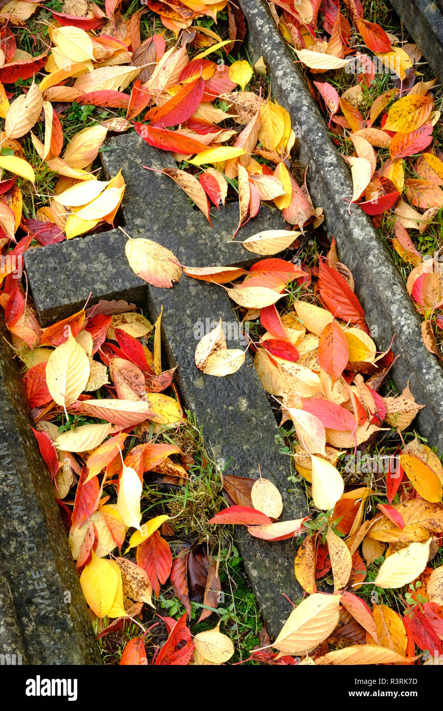 autumn leaves on a gravestone Stock Photo - Alamy