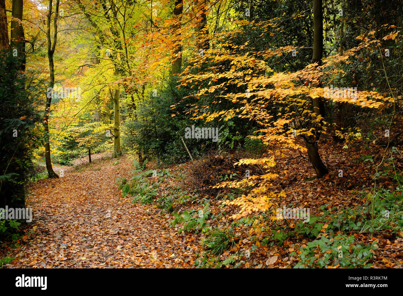 Woodland path in the fall hi-res stock photography and images - Alamy