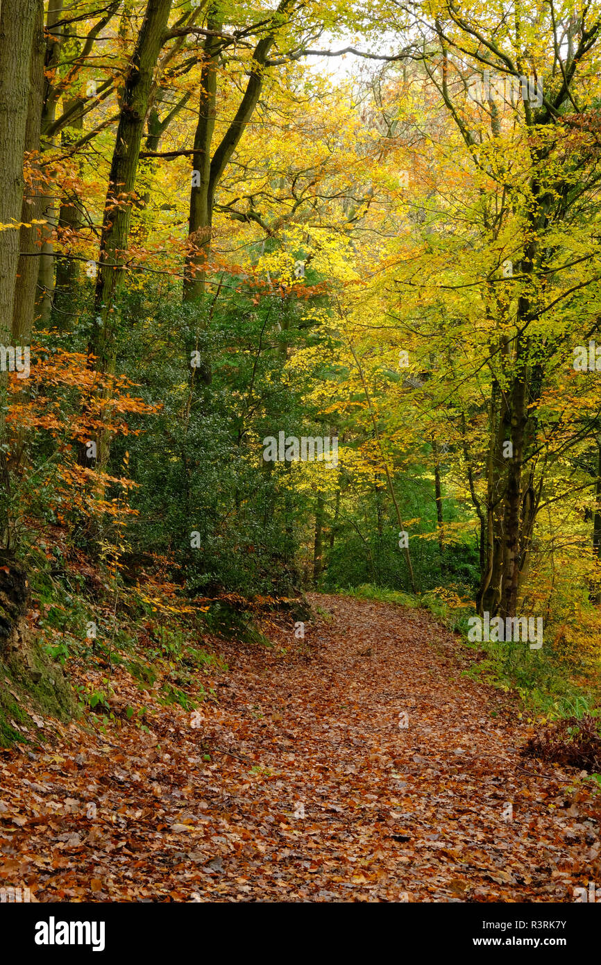 woodland path in autumn Stock Photo - Alamy
