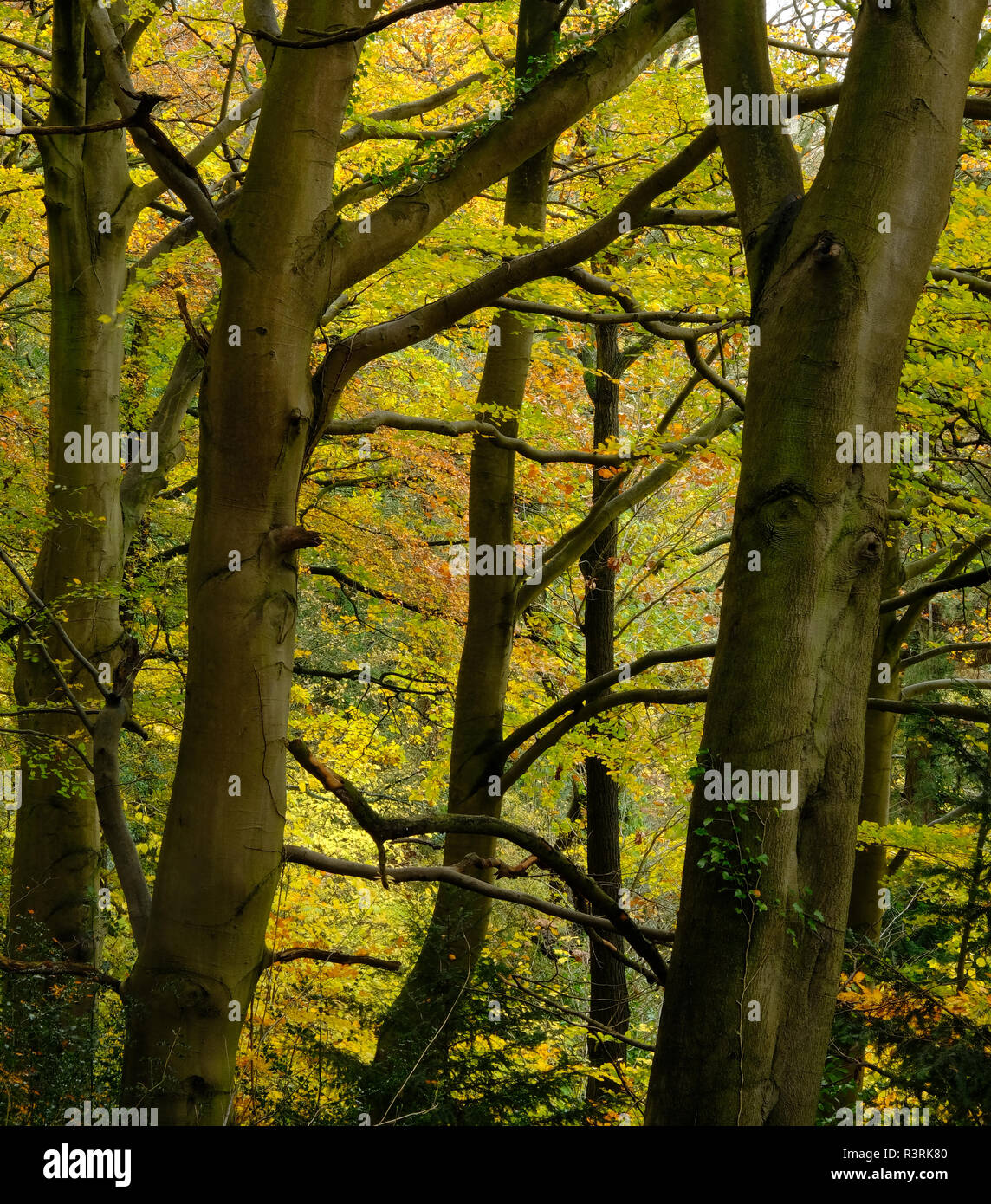 Woodland trees hi-res stock photography and images - Alamy