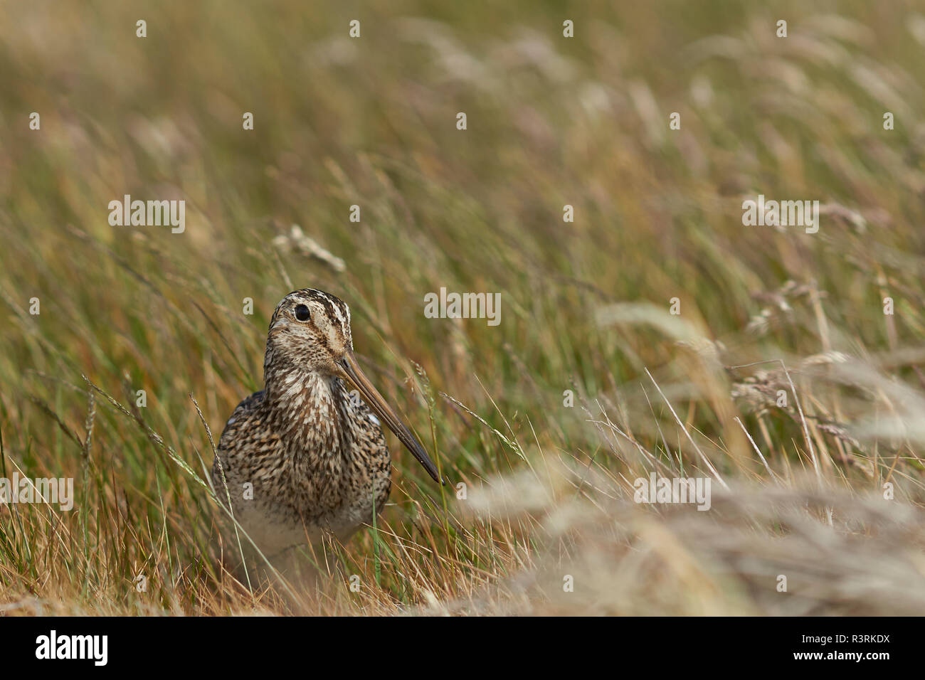 Magellanic Snipe (Gallinago paraguaiae magellanica) partially hidden in ...