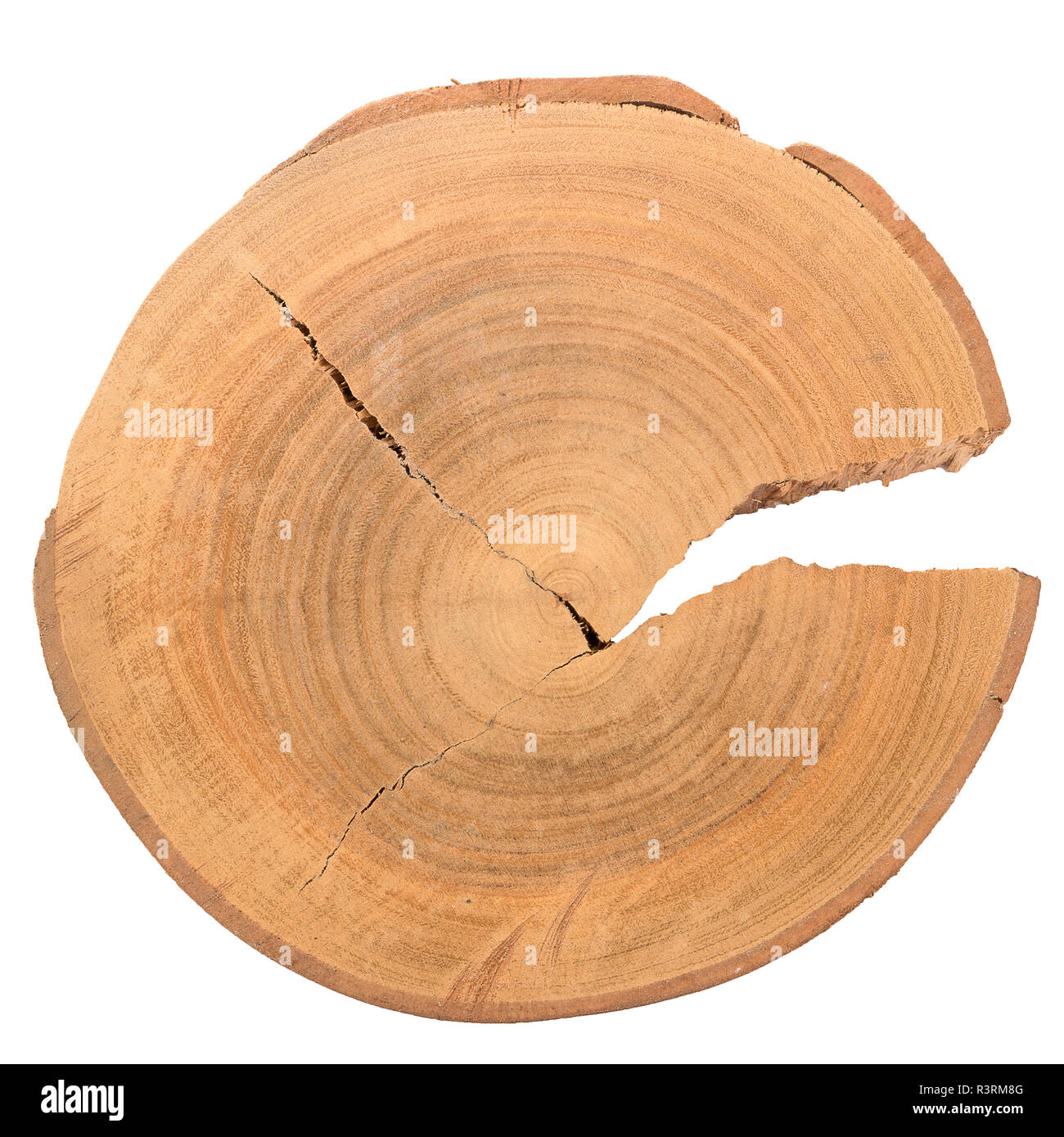 Wood log slice cutted tree trunk isolated on white, top view Stock ...