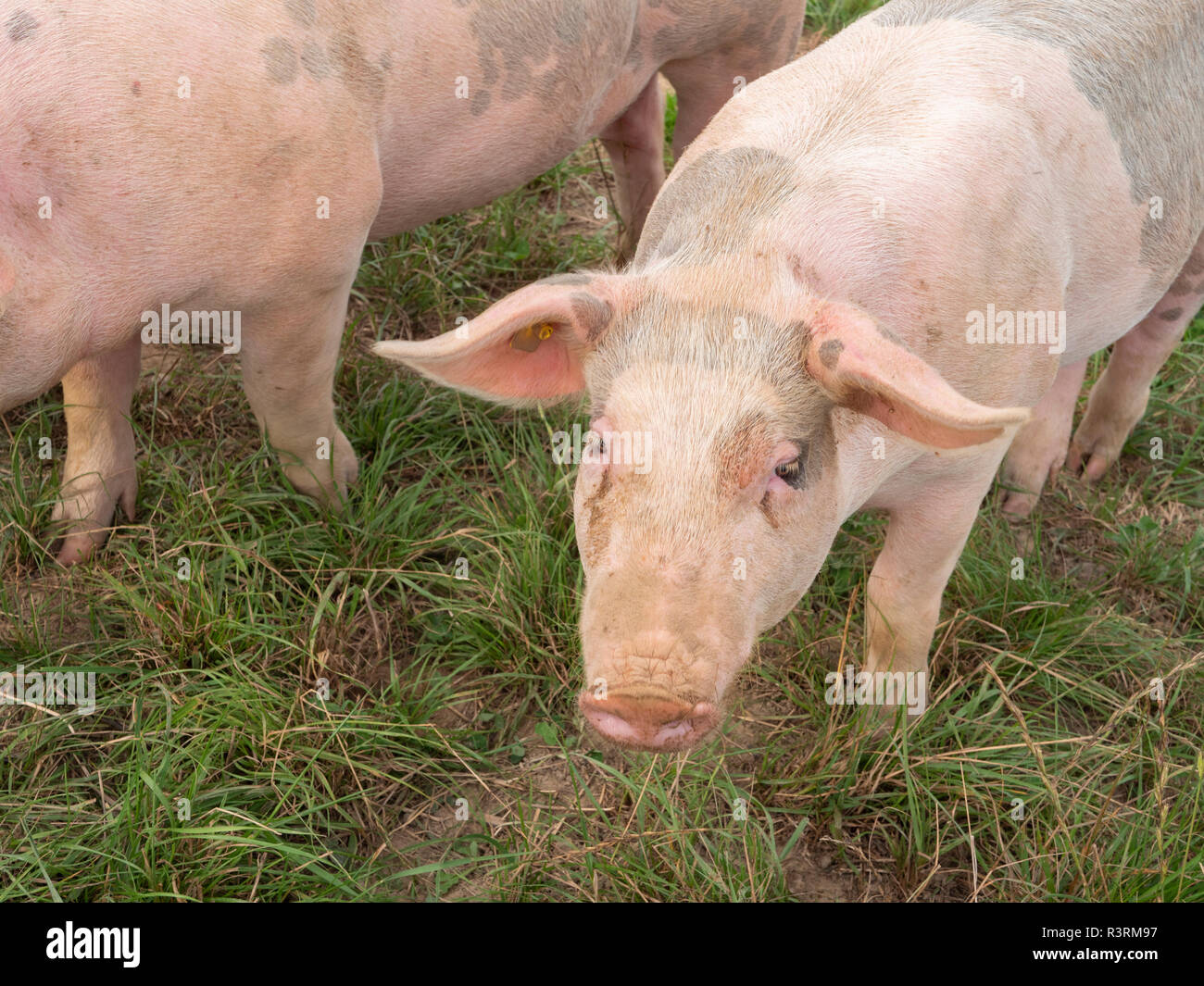 Breeding pigs hi-res stock photography and images - Alamy