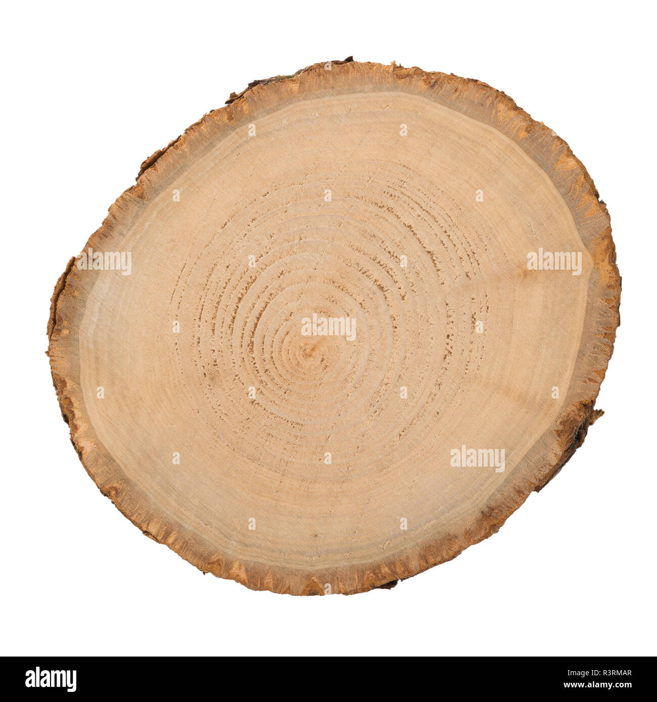 Wood log slice cutted tree trunk isolated on white, top view Stock ...