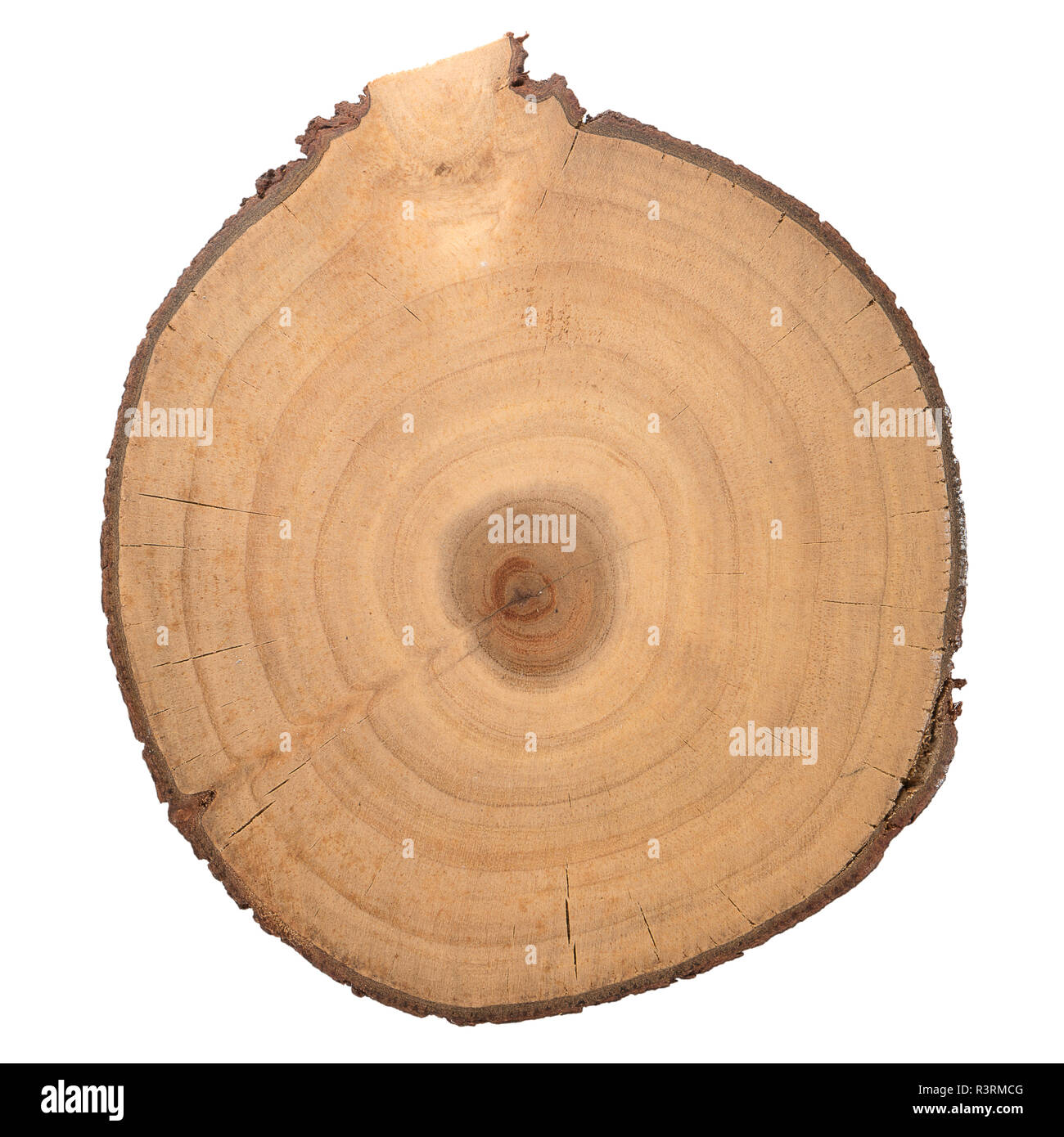 Wood log slice cutted tree trunk isolated on white, top view Stock ...