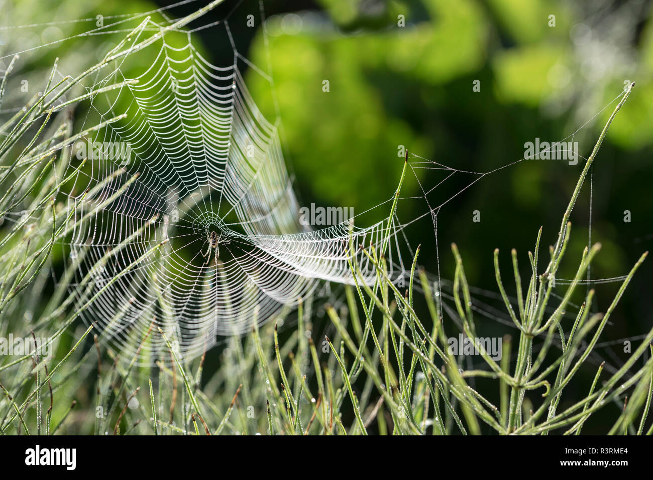Spider with cross on the back hi-res stock photography and images - Alamy