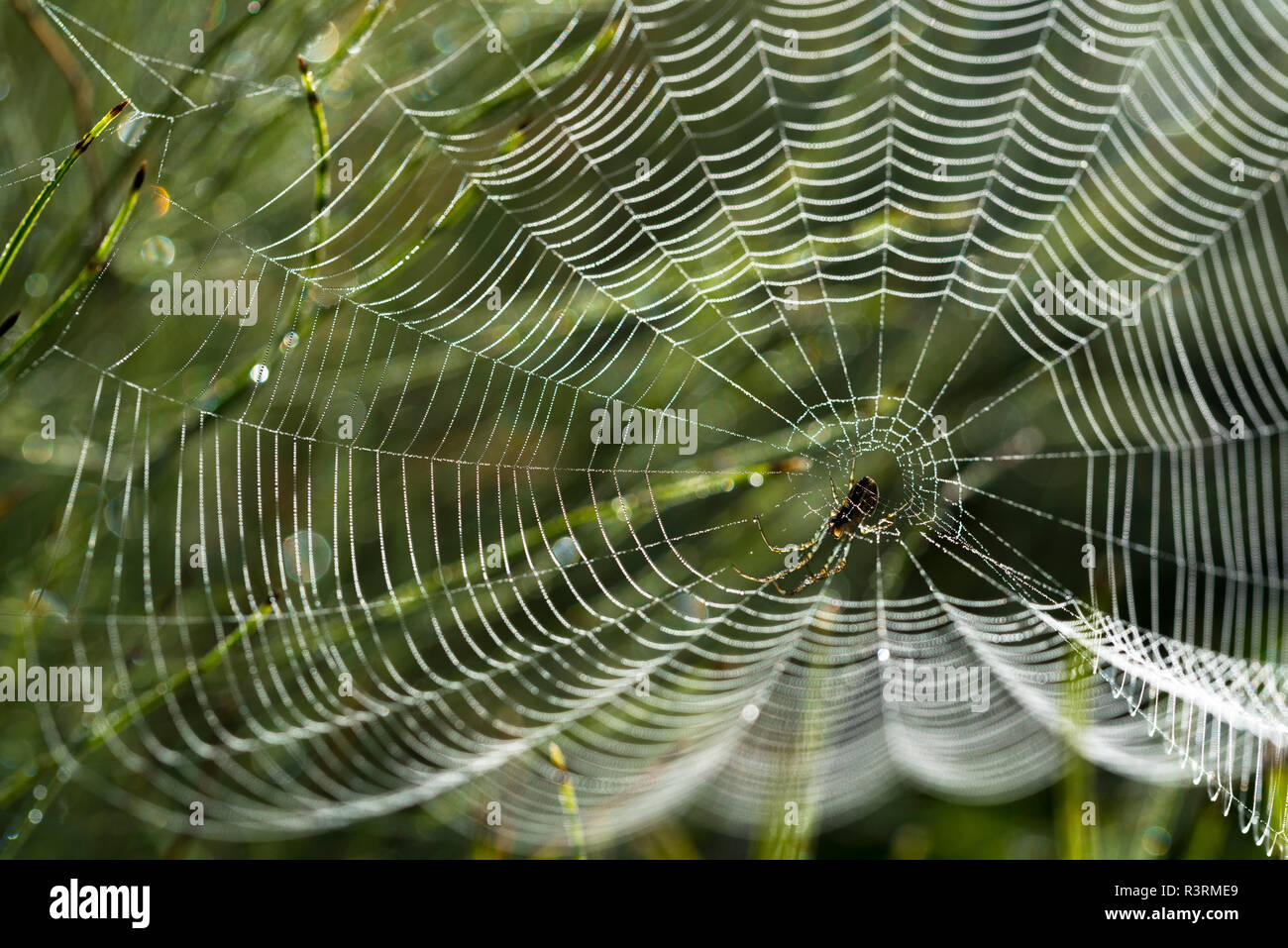 Spider with cross on the back hi-res stock photography and images - Alamy