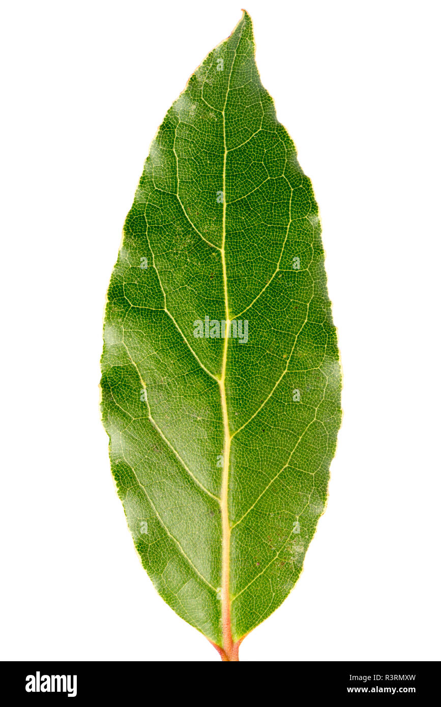 Laurel leaf isolated on white background Stock Photo - Alamy