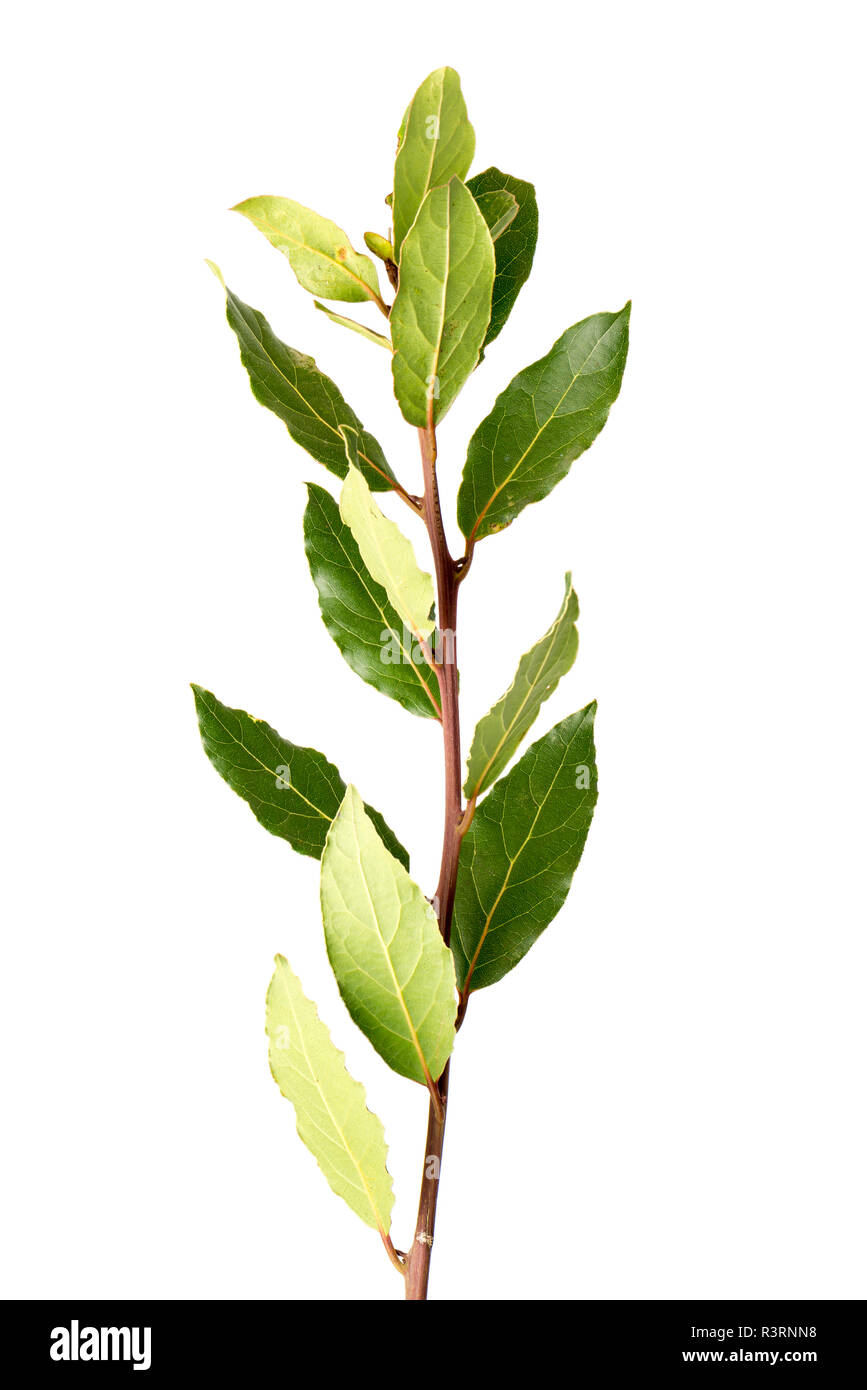 Detail of laurel branch isolated on white background Stock Photo - Alamy