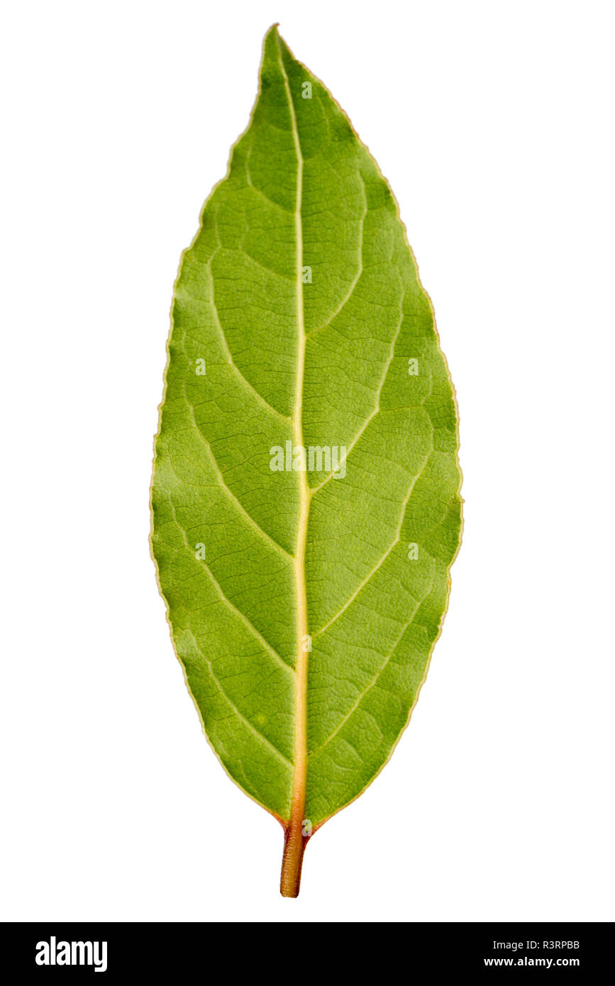 Laurel leaf isolated on white background Stock Photo - Alamy