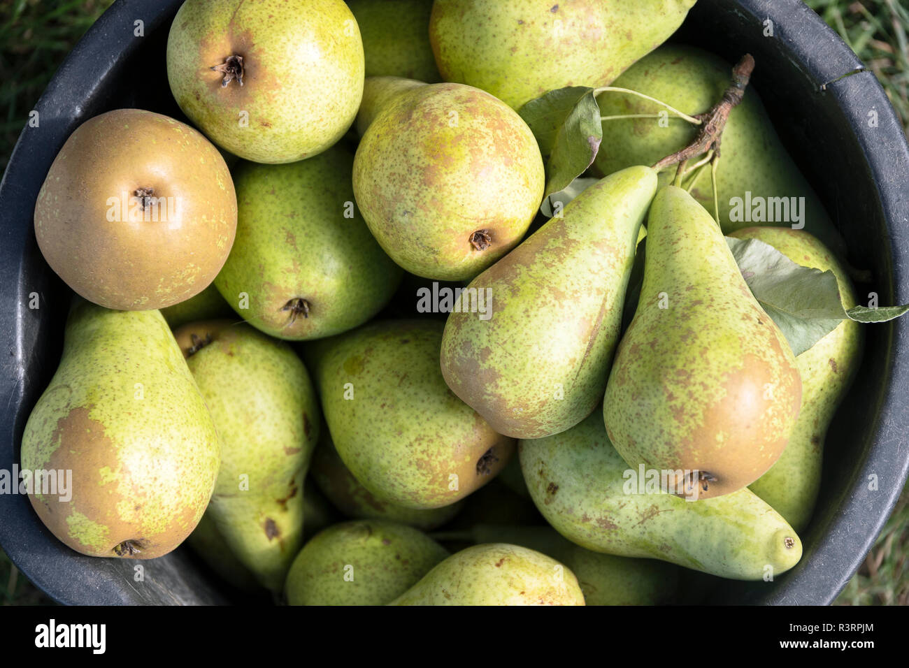 organic pears in a bucket freshly harvested from the orchard, high ...