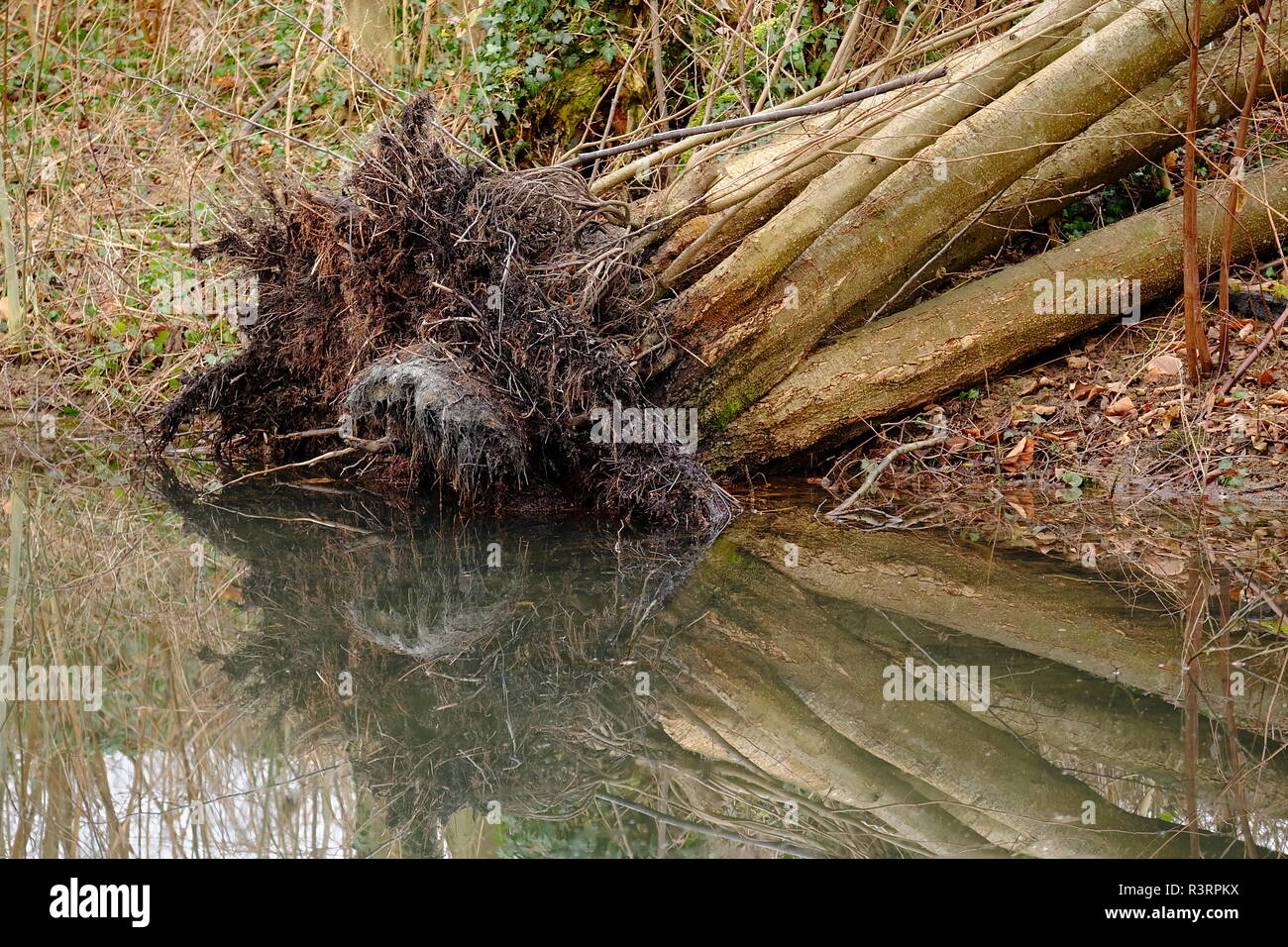 Unearthed tree root hi-res stock photography and images - Alamy