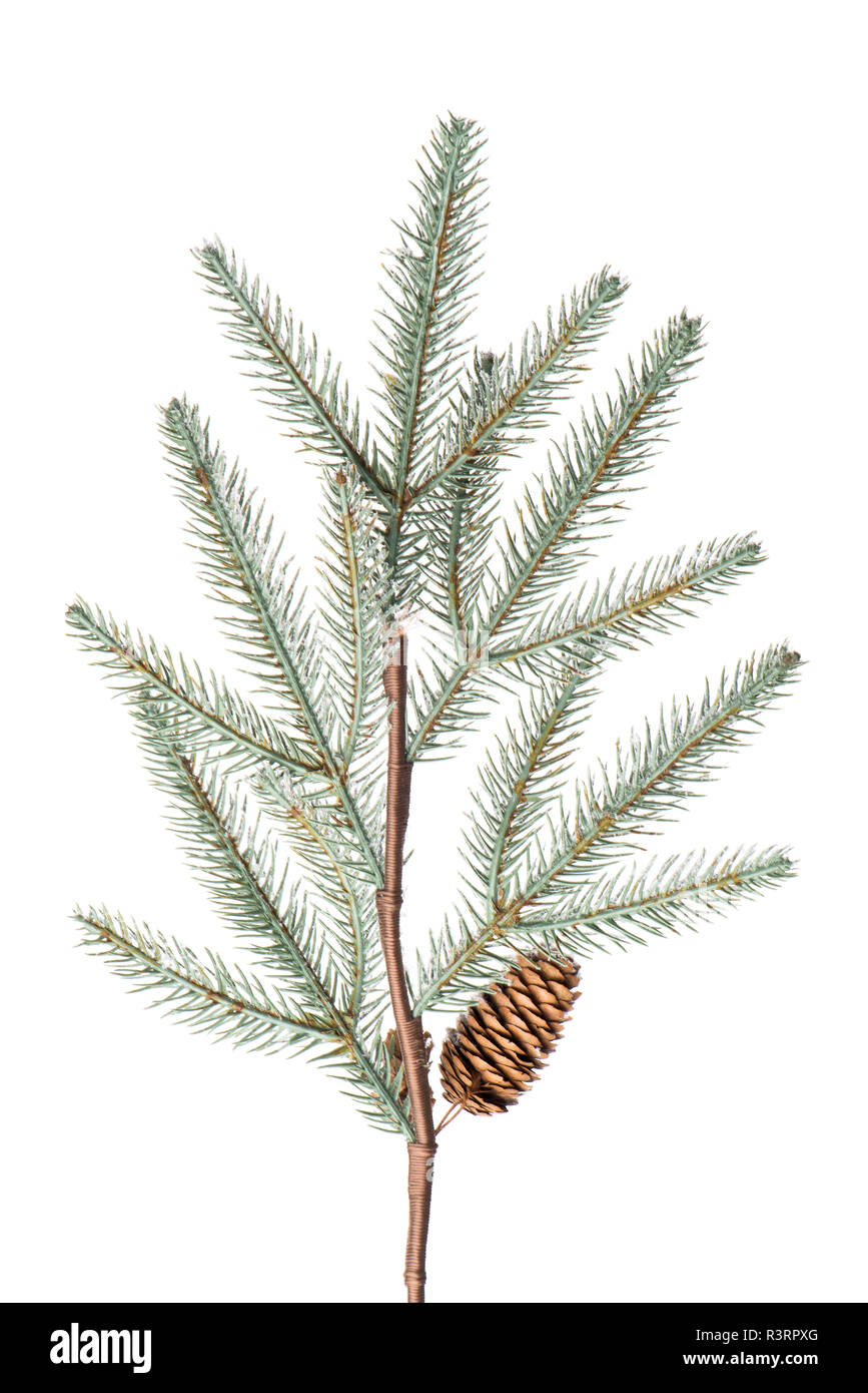 Christmas tree branch isolated on white background Stock Photo - Alamy