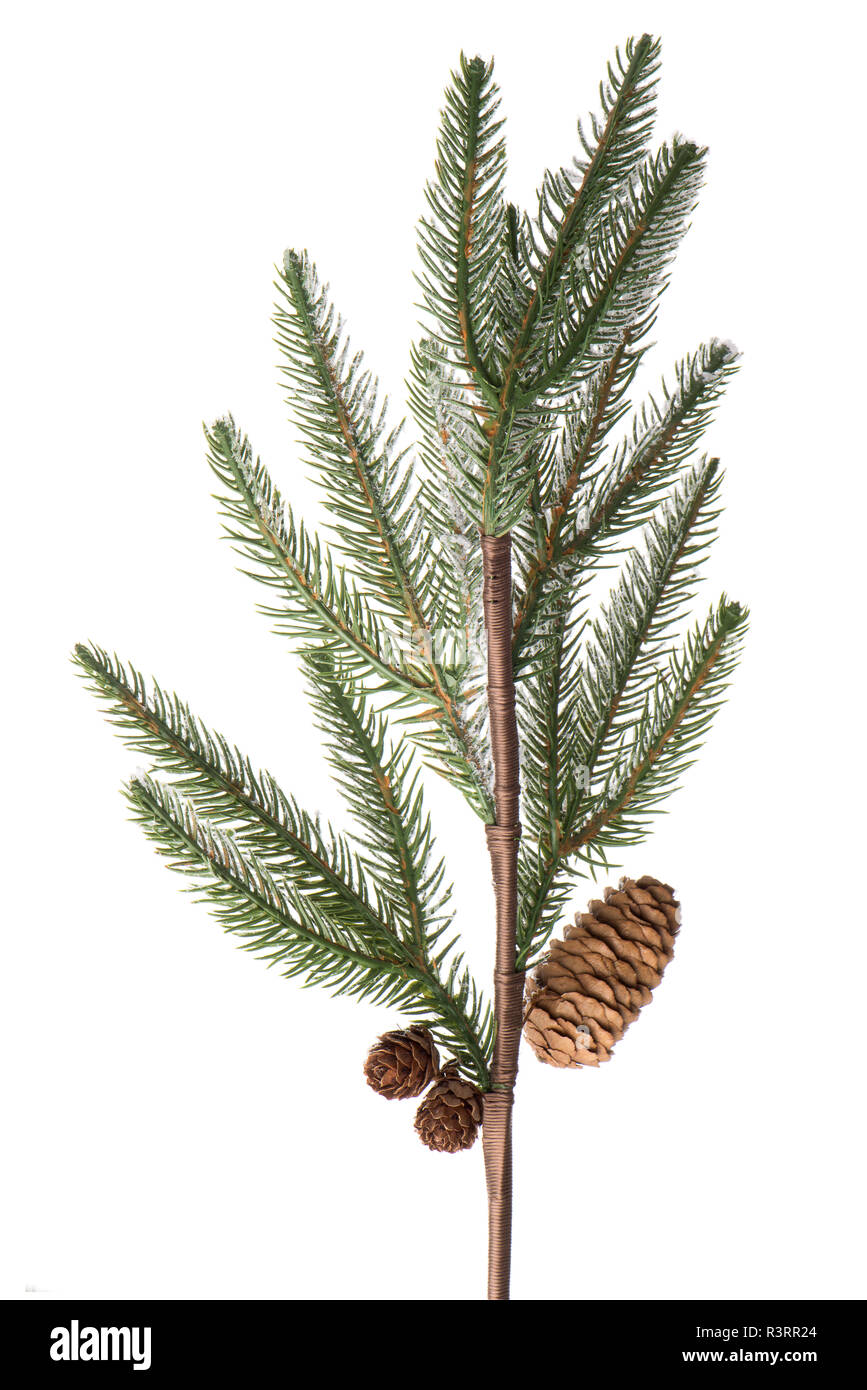 Christmas tree branch isolated on white background Stock Photo - Alamy