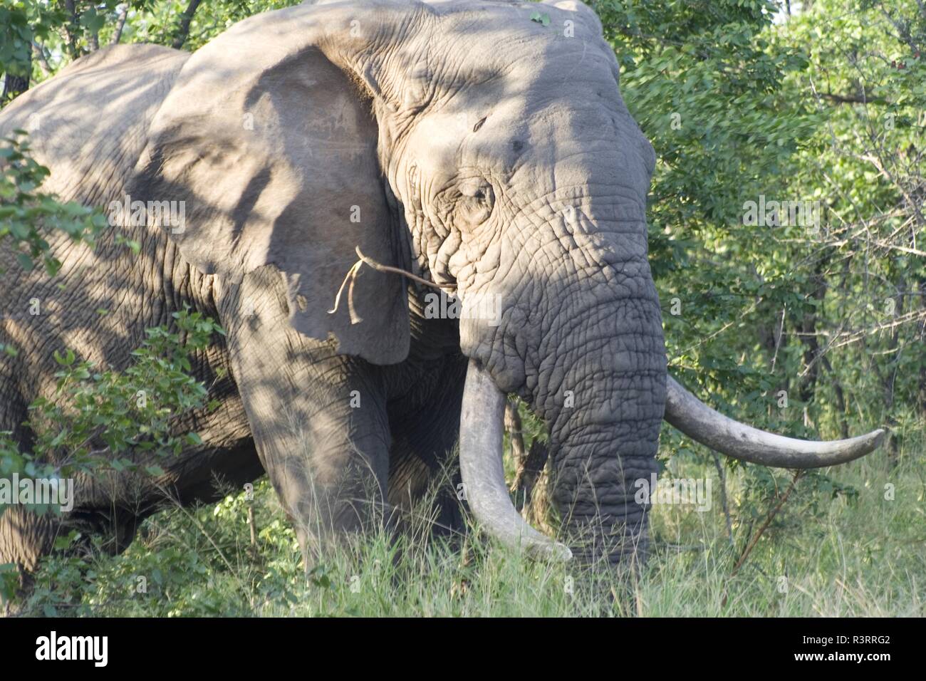 Bull thorn hi-res stock photography and images - Alamy
