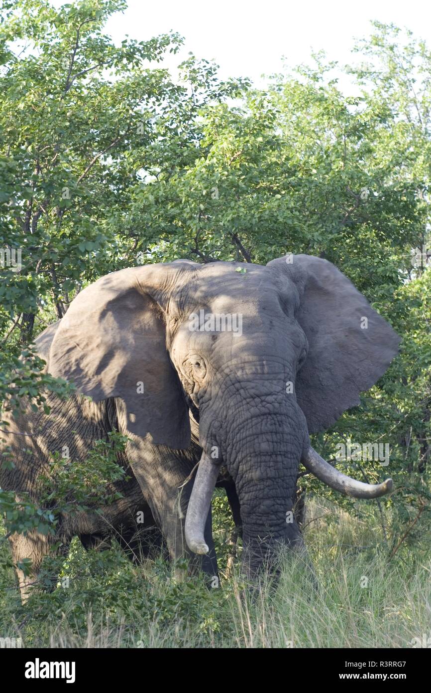 Bull thorn hi-res stock photography and images - Alamy