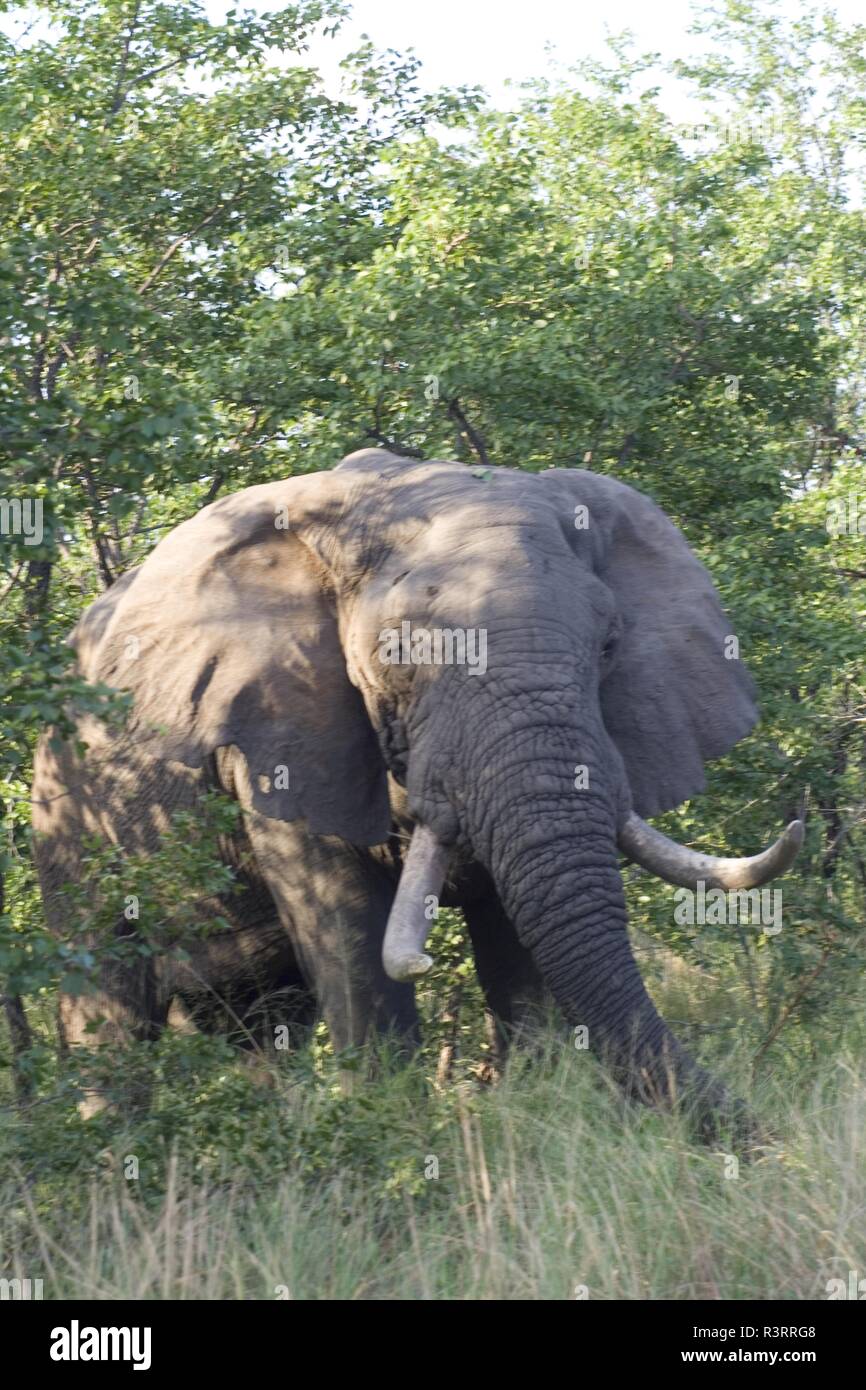 Bull thorn hi-res stock photography and images - Alamy