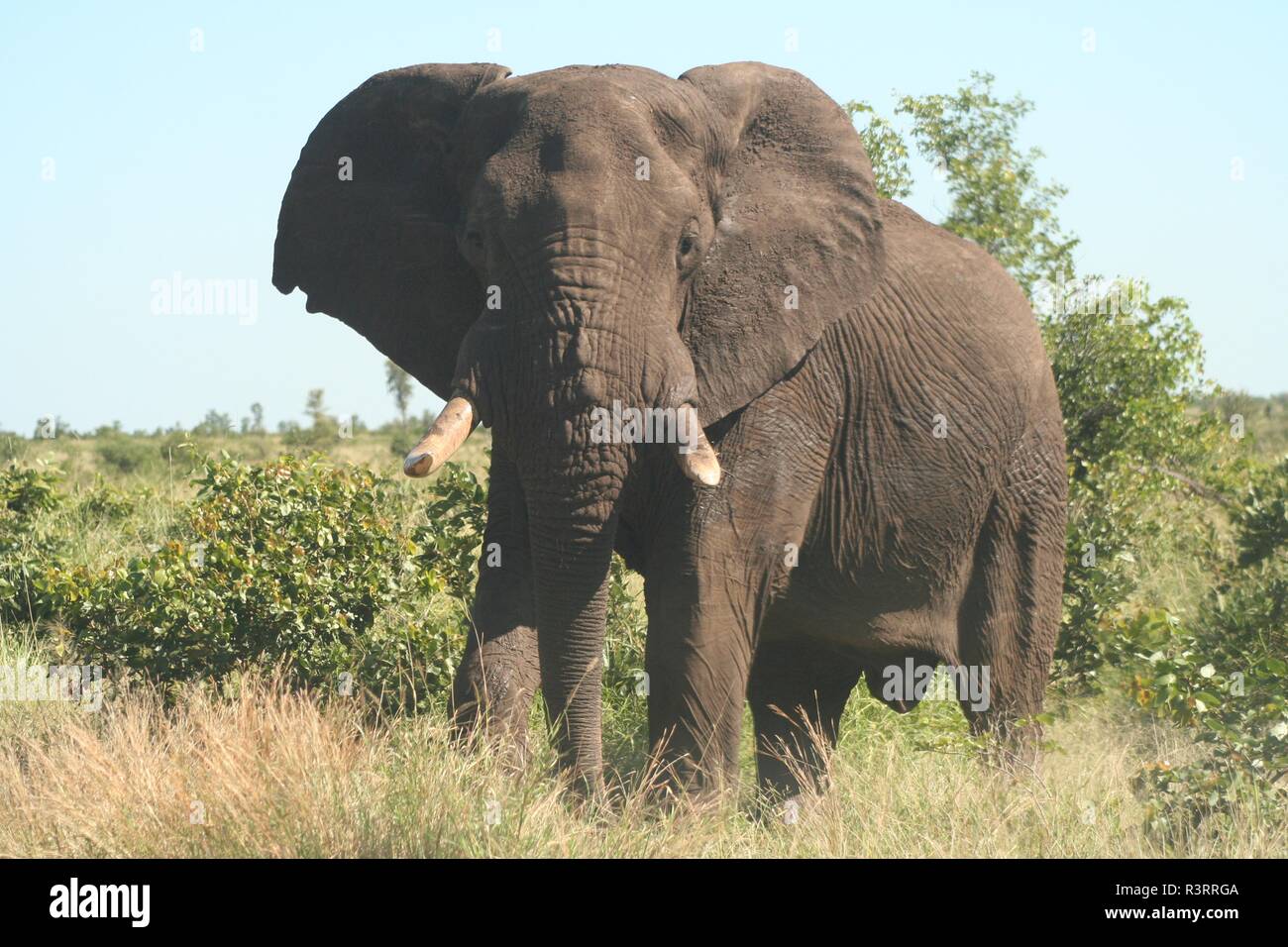Big tusker african elephant bull hi-res stock photography and images ...