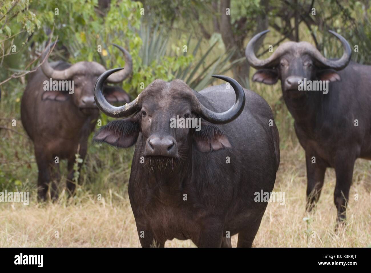 Cape buffalo family High Resolution Stock Photography and Images - Alamy