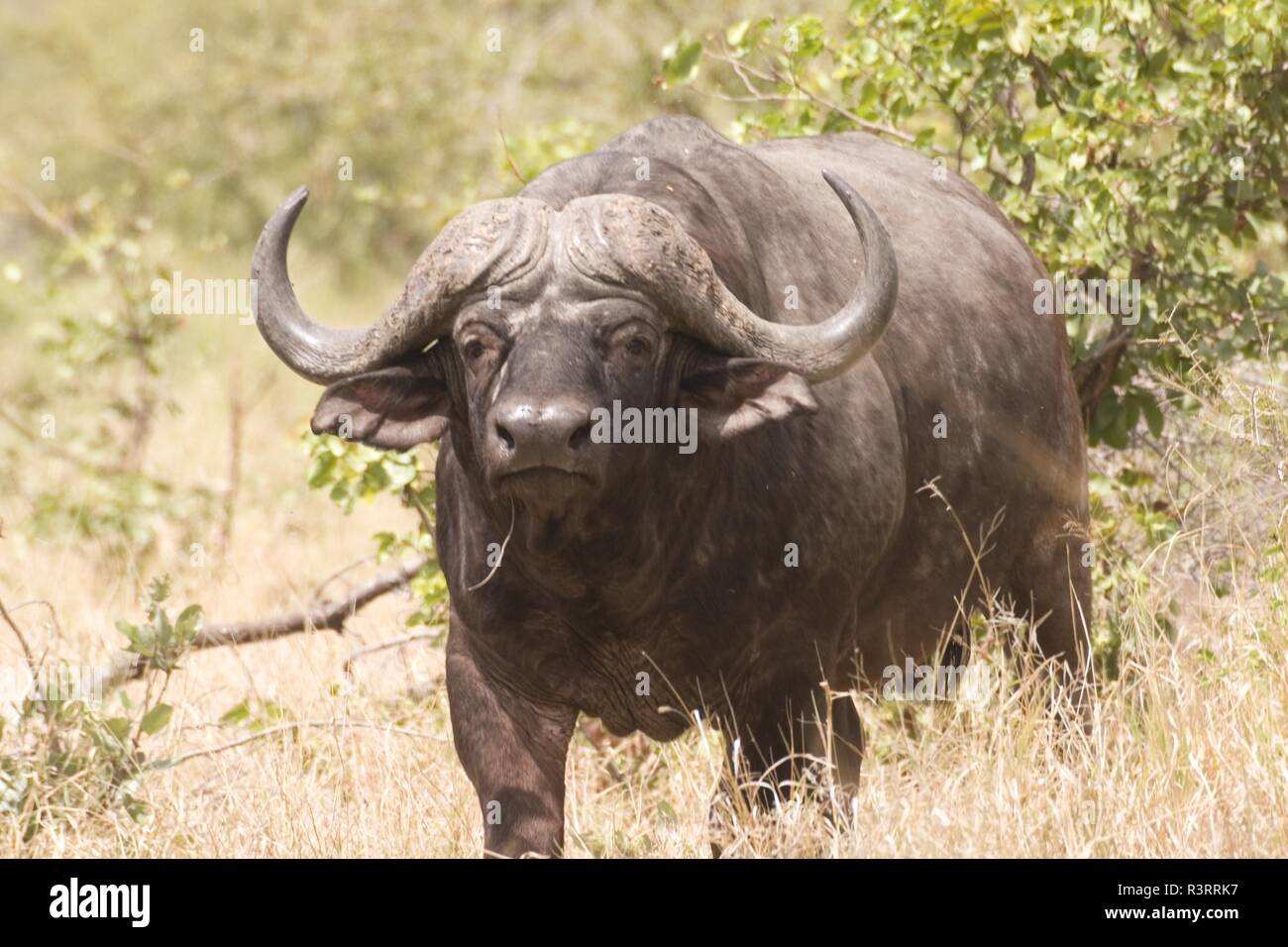 Muscular buffalo hi-res stock photography and images - Alamy