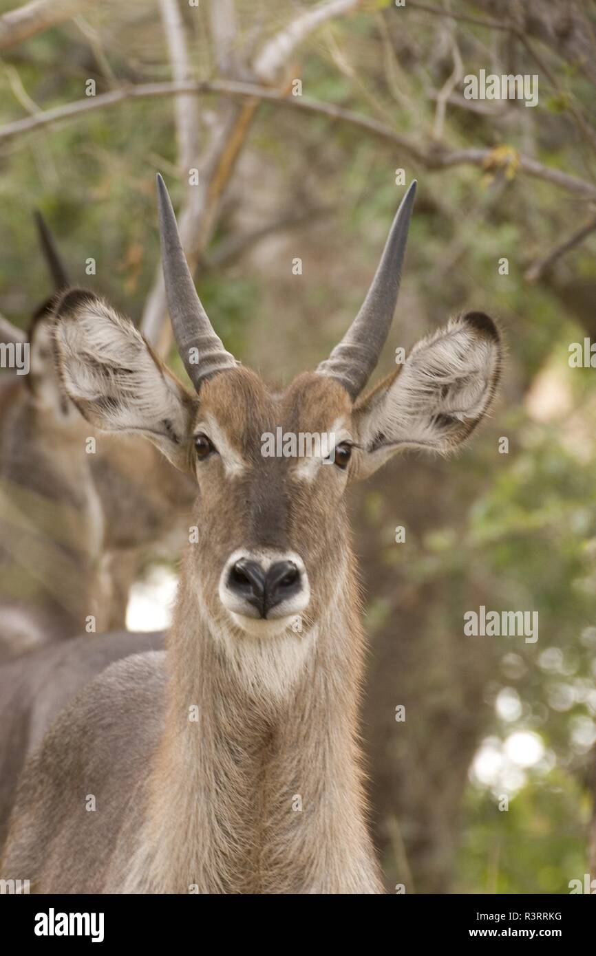 Antelope water buck hi-res stock photography and images - Alamy