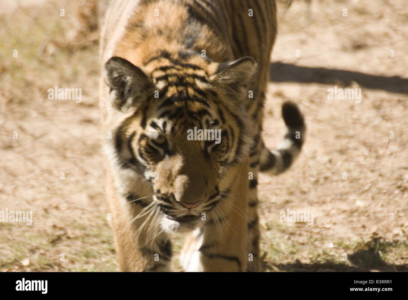 Tiger breeding centre hi-res stock photography and images - Alamy