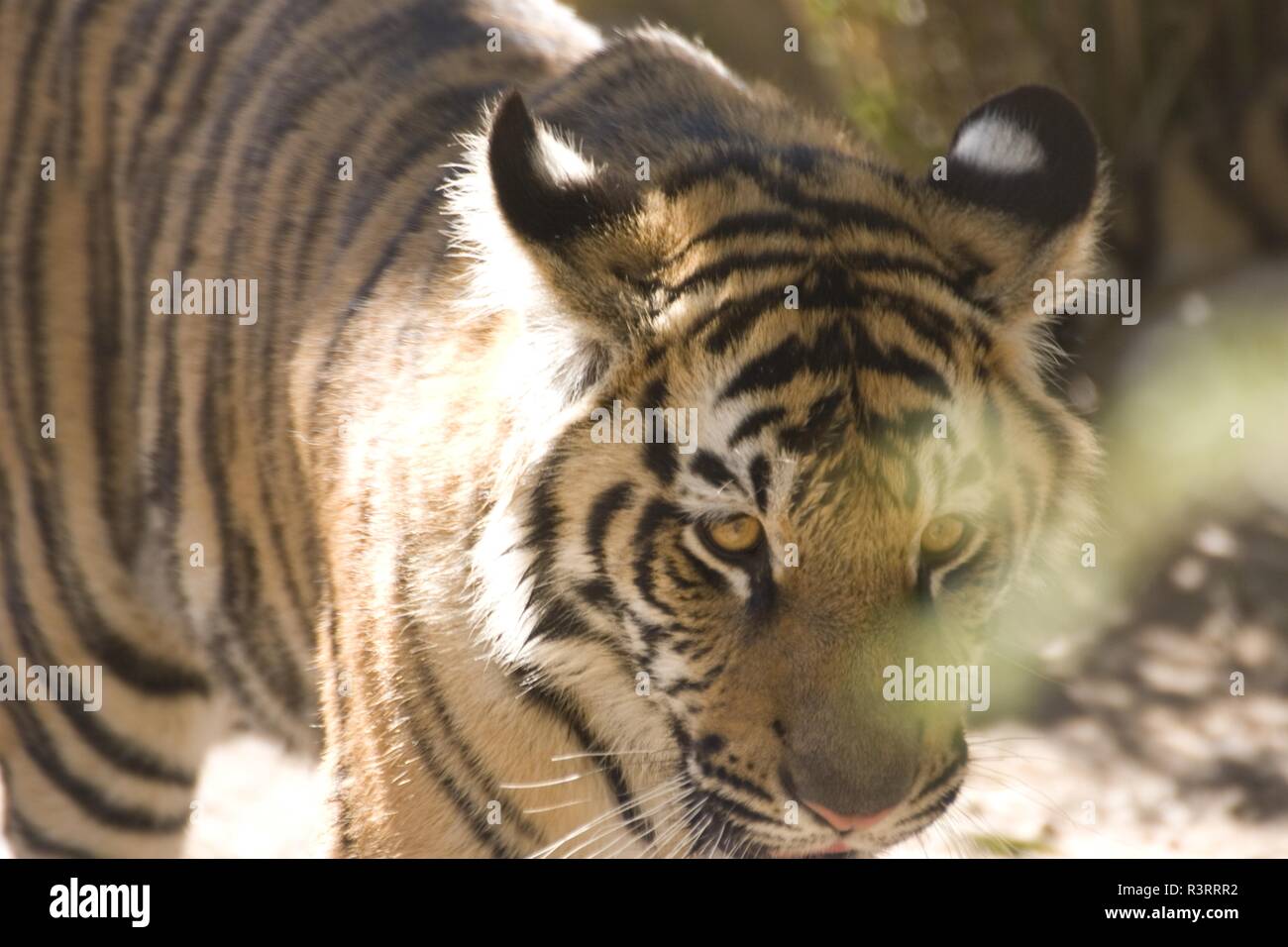 Bengal breeding hi-res stock photography and images - Alamy