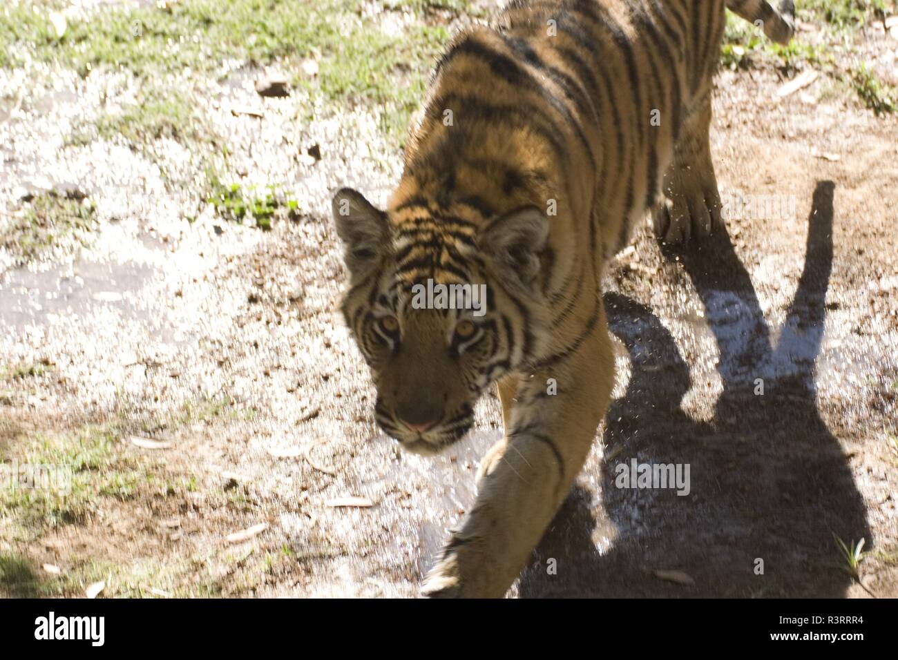 Tiger breeding centre hi-res stock photography and images - Alamy