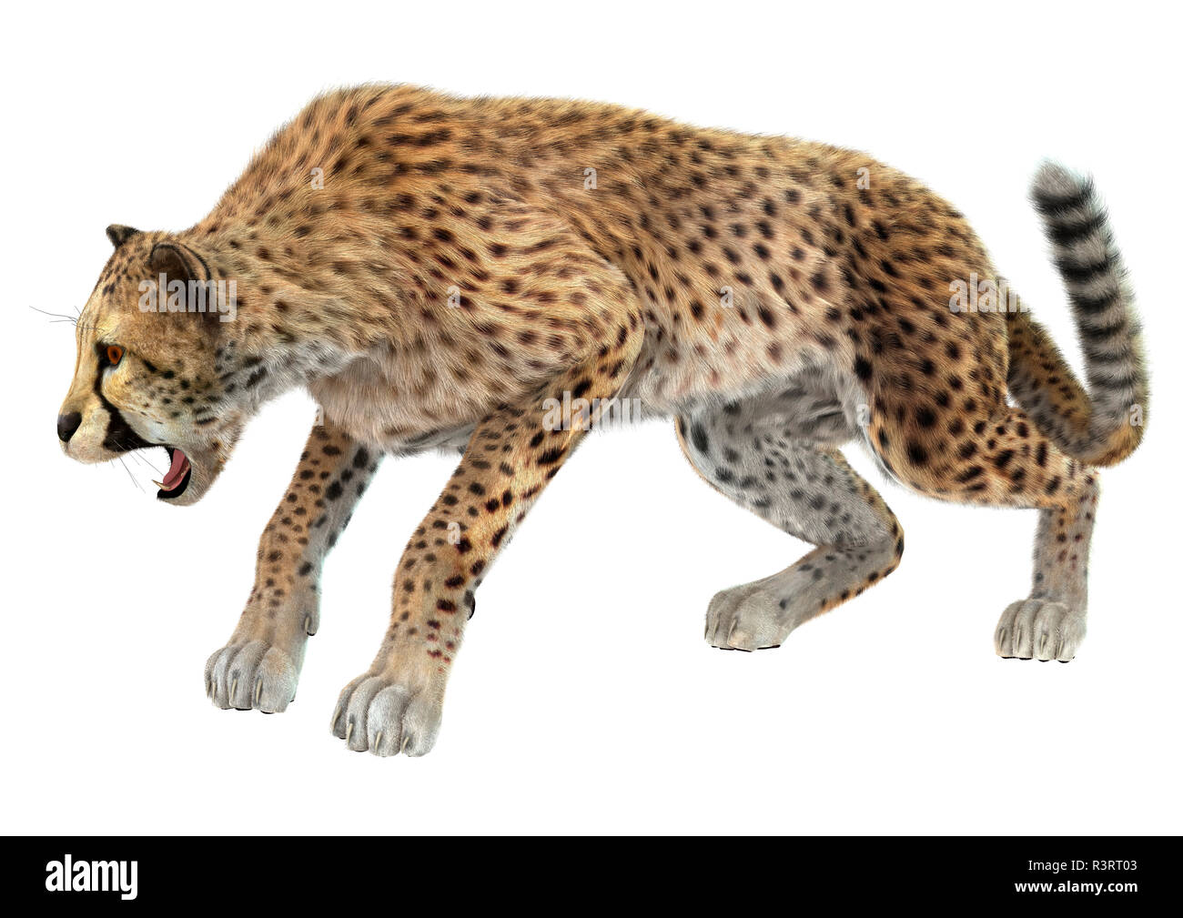 Wary animals Cut Out Stock Images & Pictures - Alamy