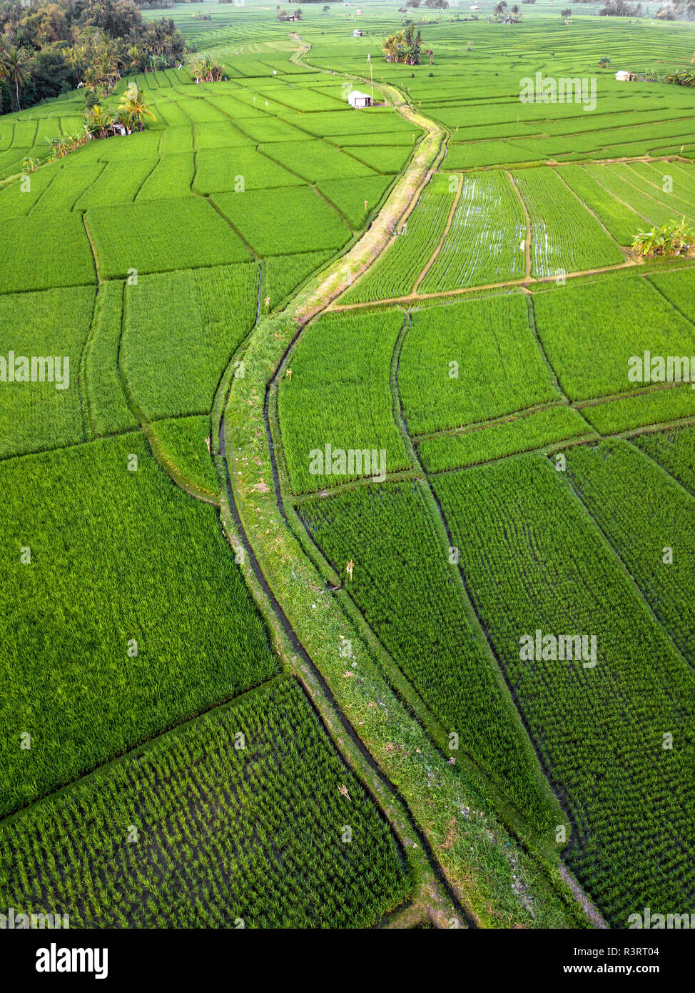 Aerial view textures green rice hi-res stock photography and images - Alamy