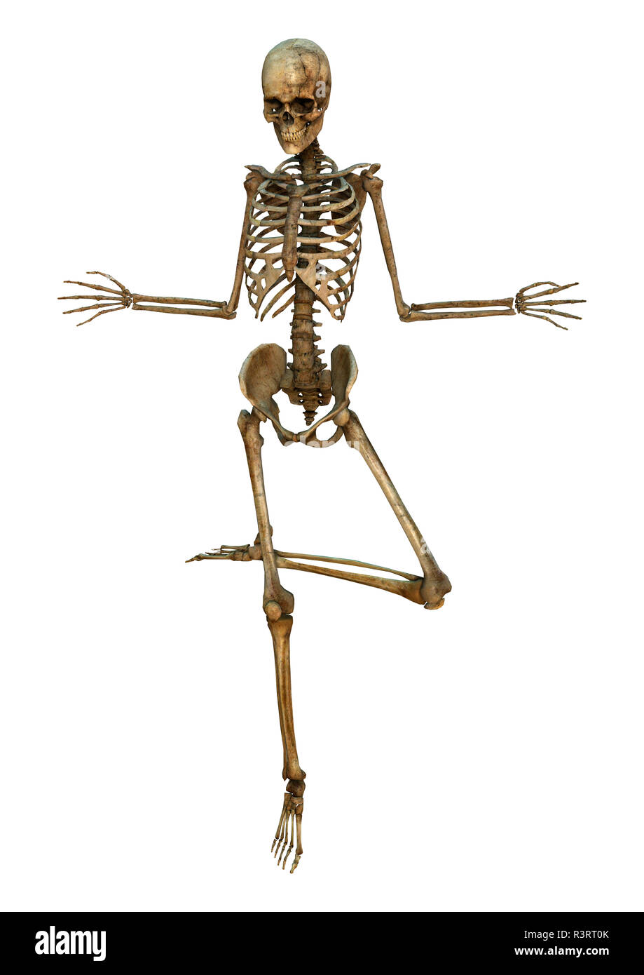 Human skull laughing skeleton Cut Out Stock Images & Pictures - Alamy