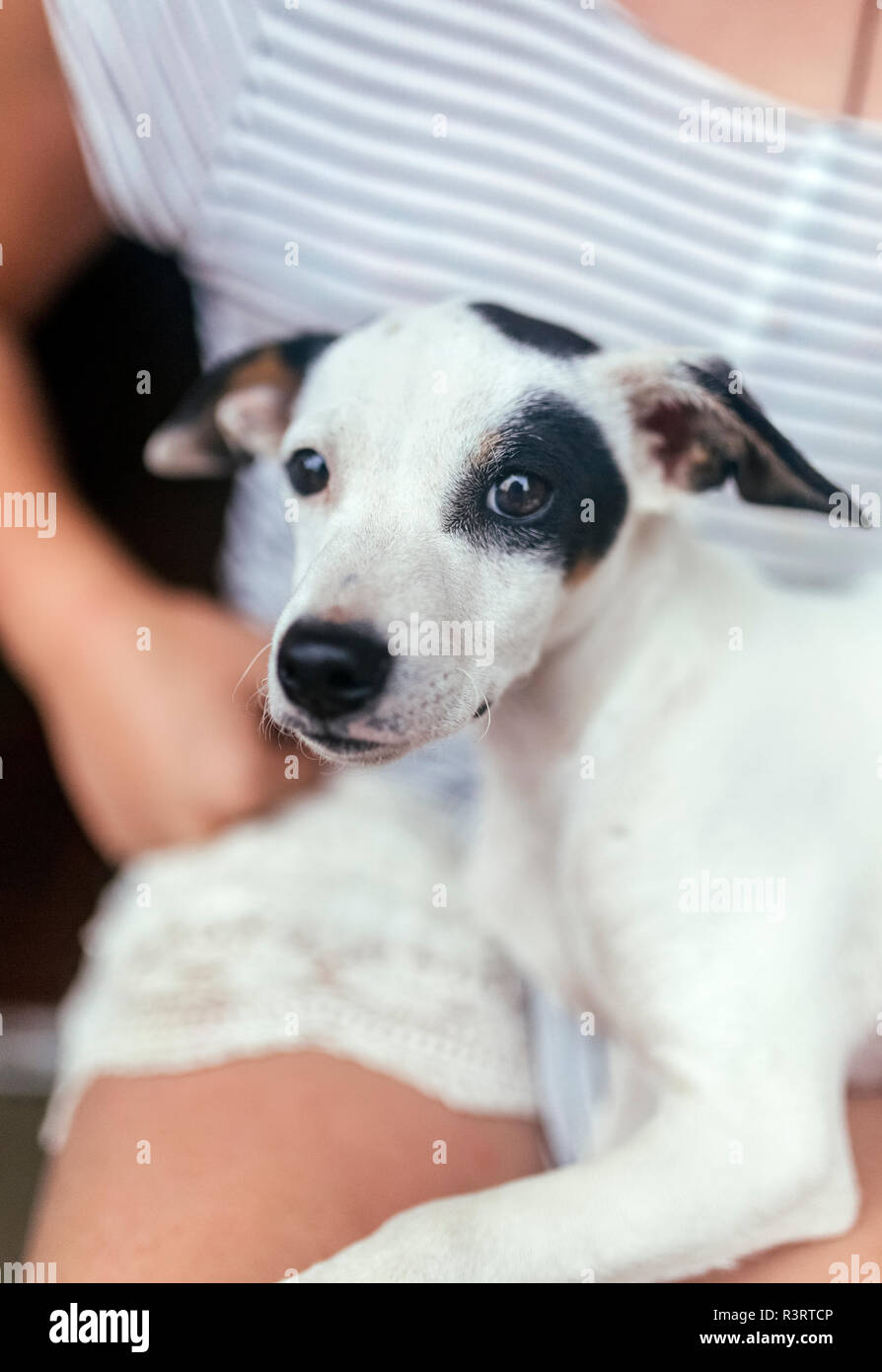 Portrait of puppy on girl's lap Stock Photo - Alamy
