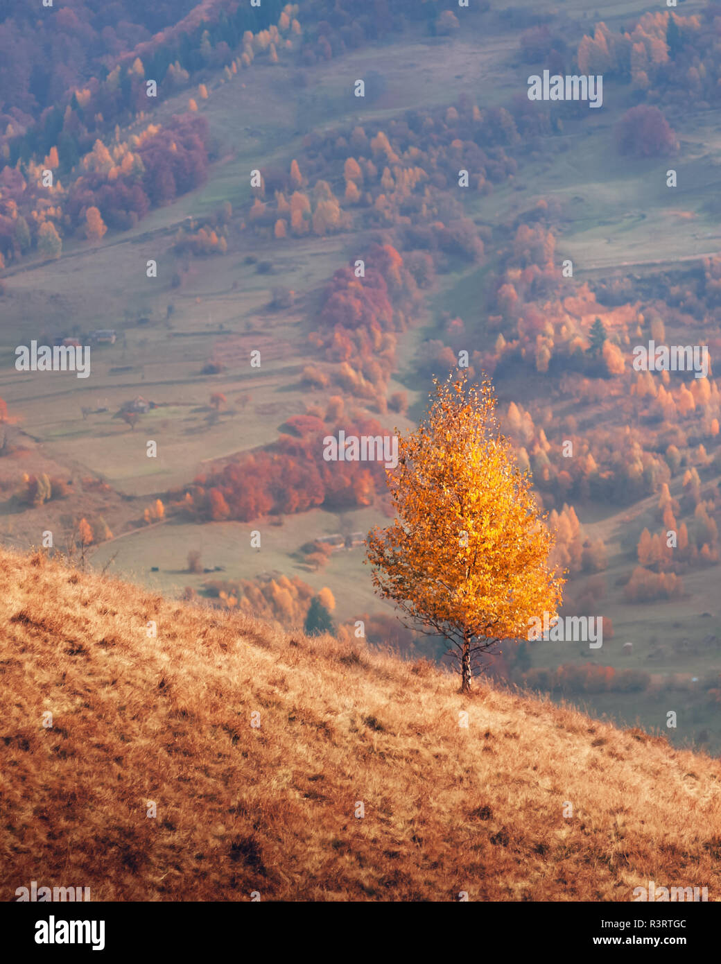 Amazing scene on autumn mountains. Yellow and orange trees in fantastic ...