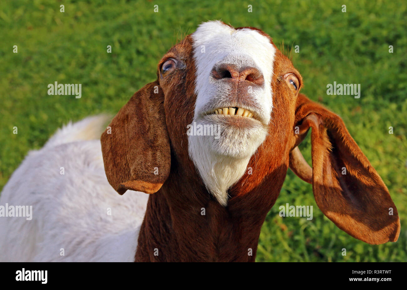 Goat teeth hi-res stock photography and images - Alamy
